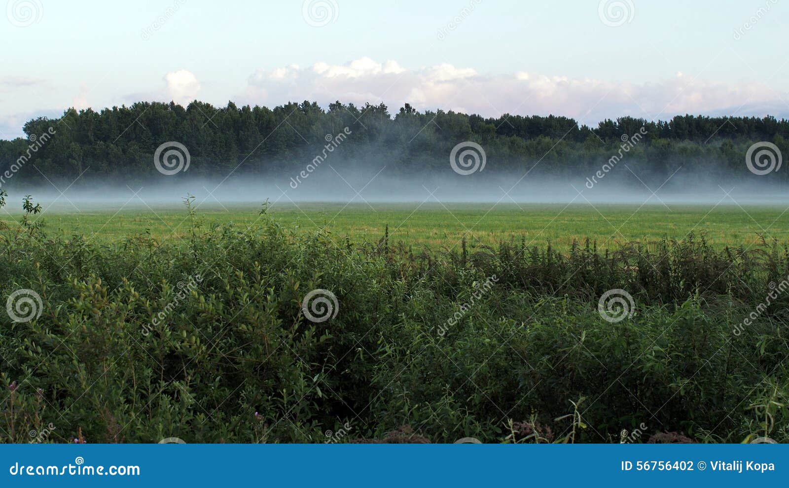 Green field and fog stock photo. Image of forest, details - 56756402
