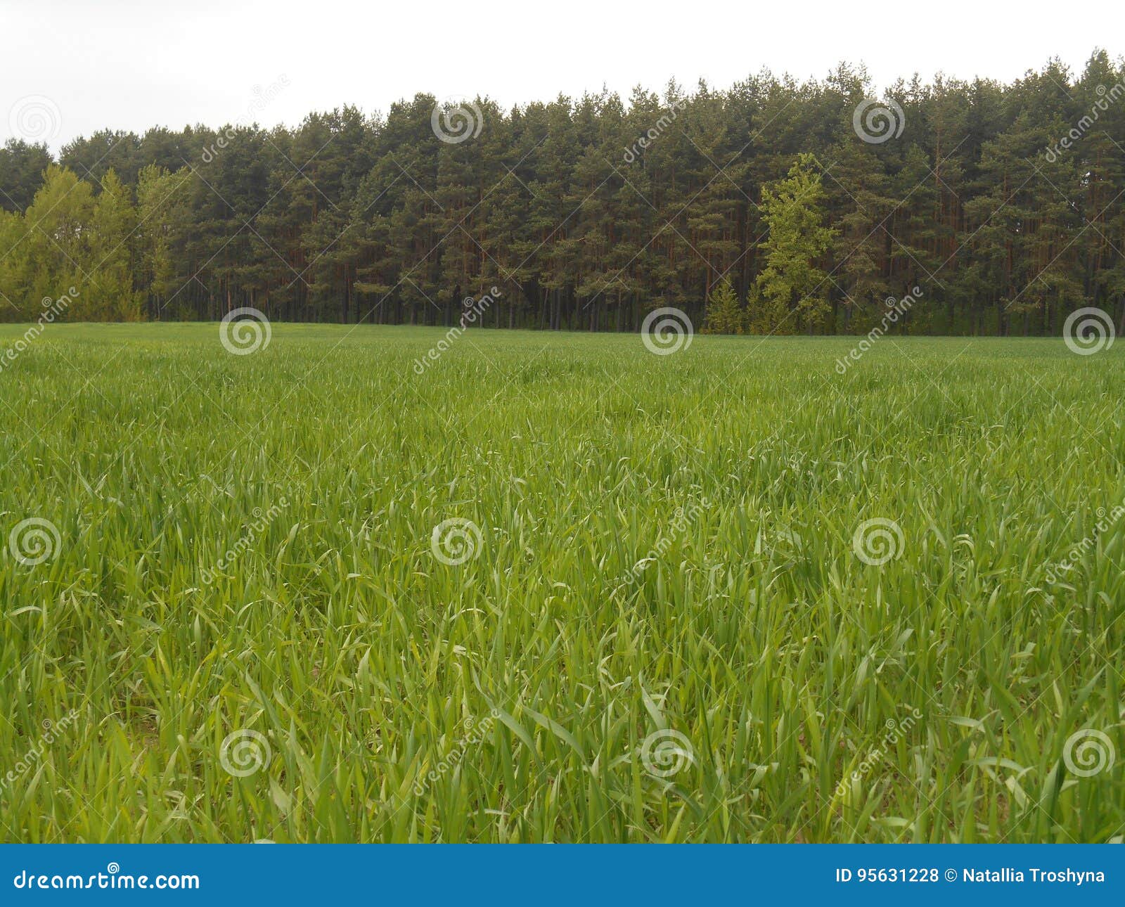 Green field and forest stock photo. Image of nature, forest - 95631228
