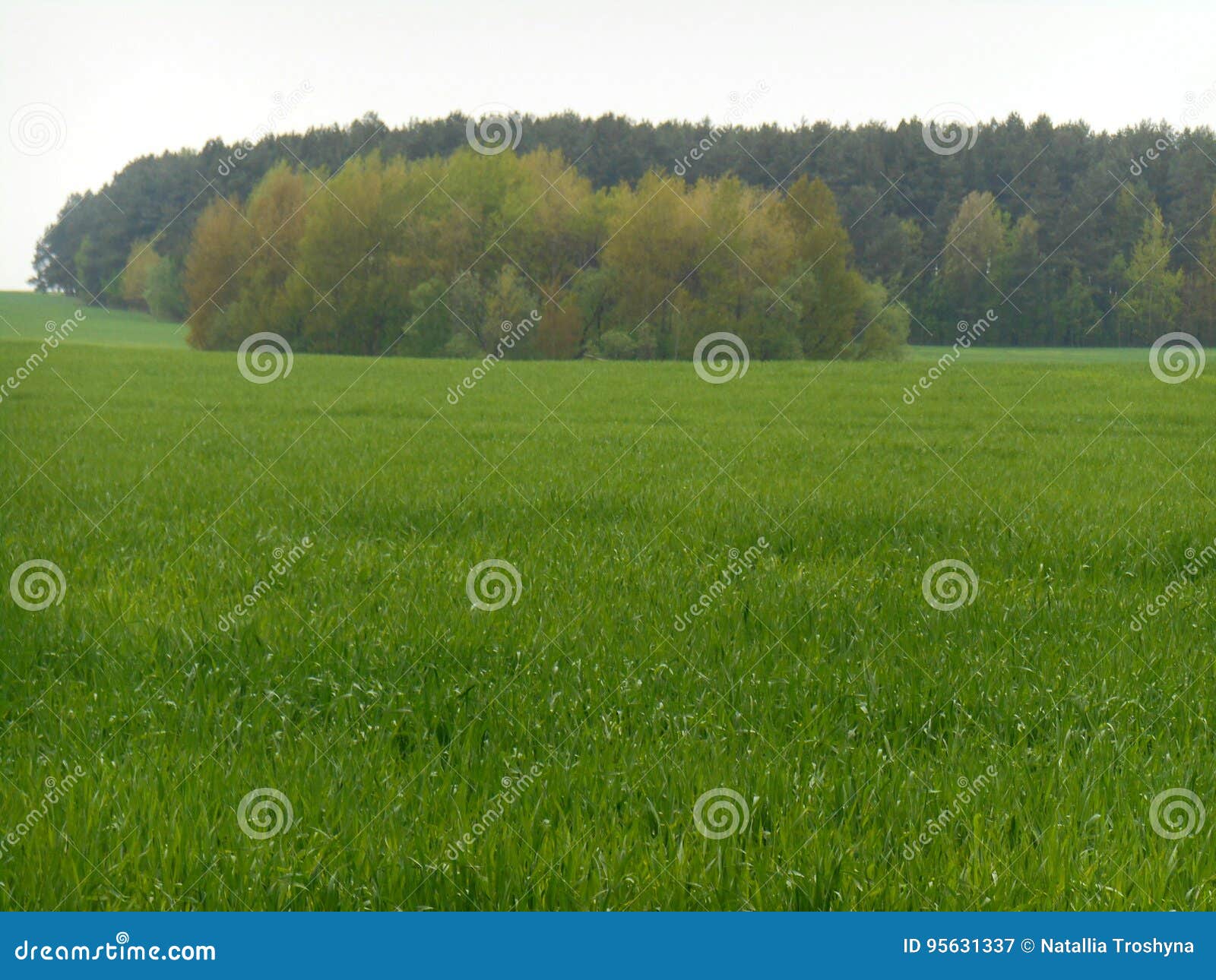 Green field and forest stock image. Image of landscape - 95631337