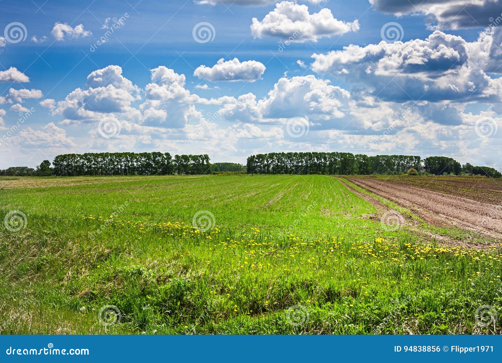 Green Field with Fresh Grass. Perspective View Stock Photo - Image of ...