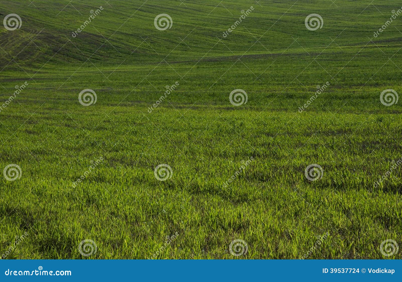 Green field stock photo. Image of freshly, grass, countryside - 39537724