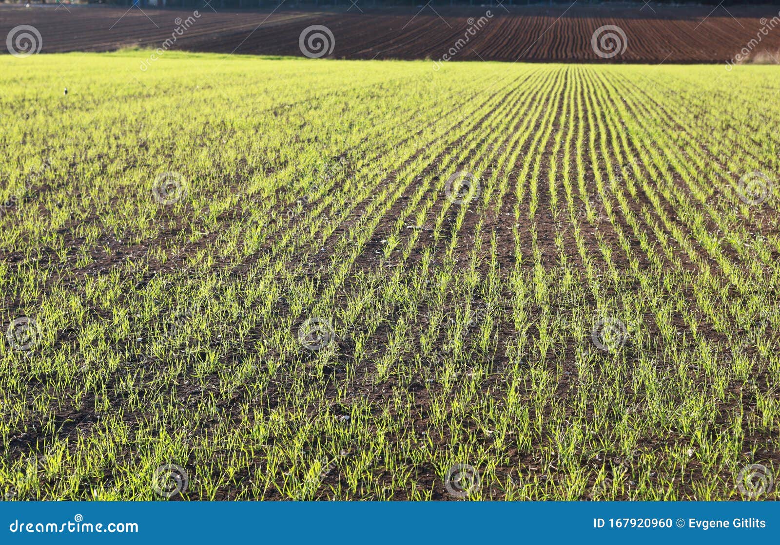 Green Field with Freshly Seeded Plants Stock Photo - Image of letucce ...