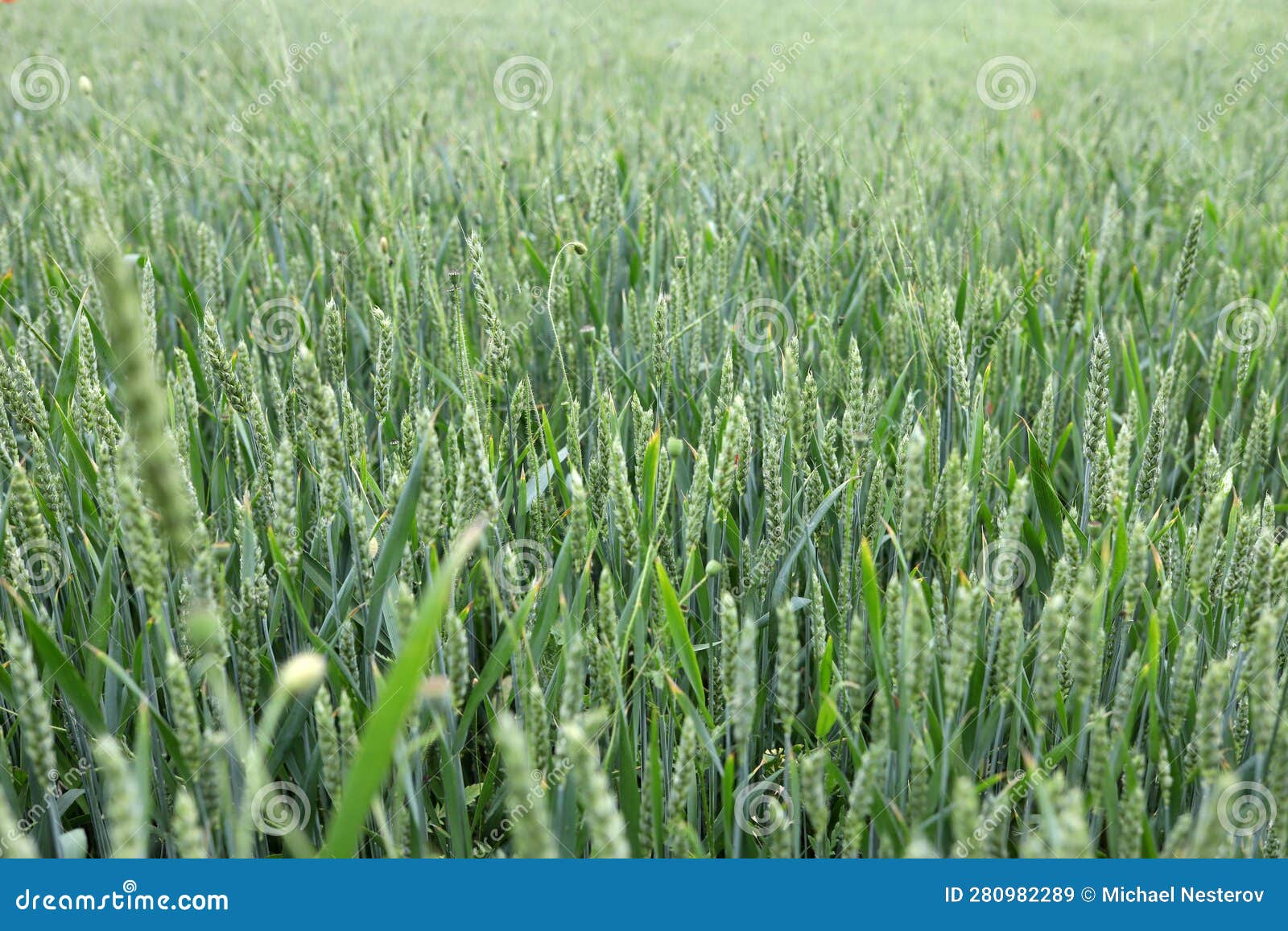 Green Field of Grain Culture Wheat Stock Image - Image of food ...