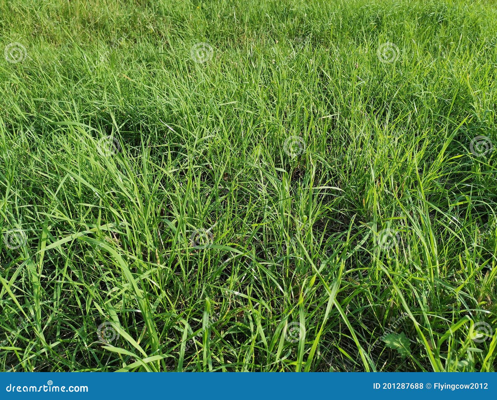 A green field of grass stock photo. Image of grass, plant - 201287688