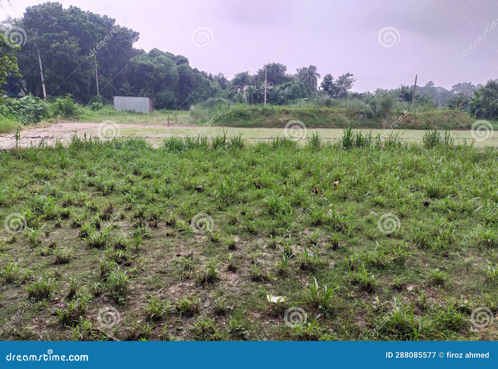 Green Field with Green Grass in Old Village Stock Image - Image of lawn ...