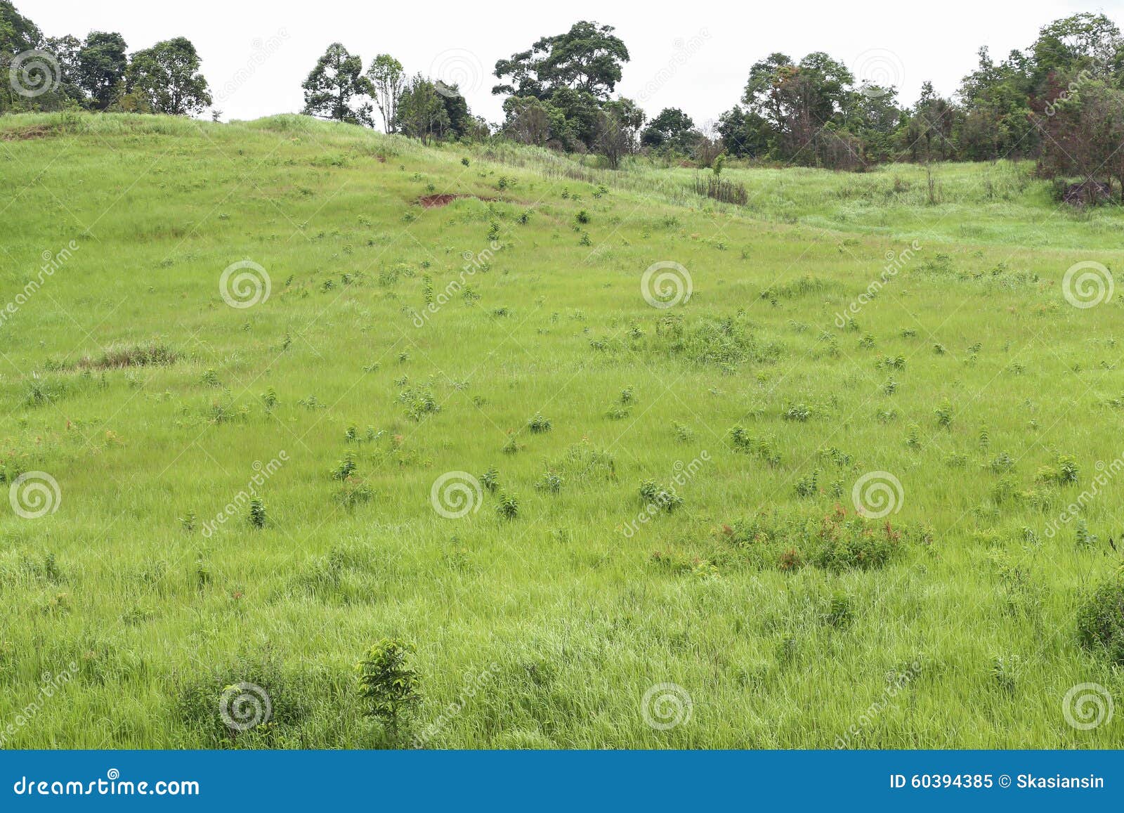 Green field stock image. Image of flow, nature, color - 60394385