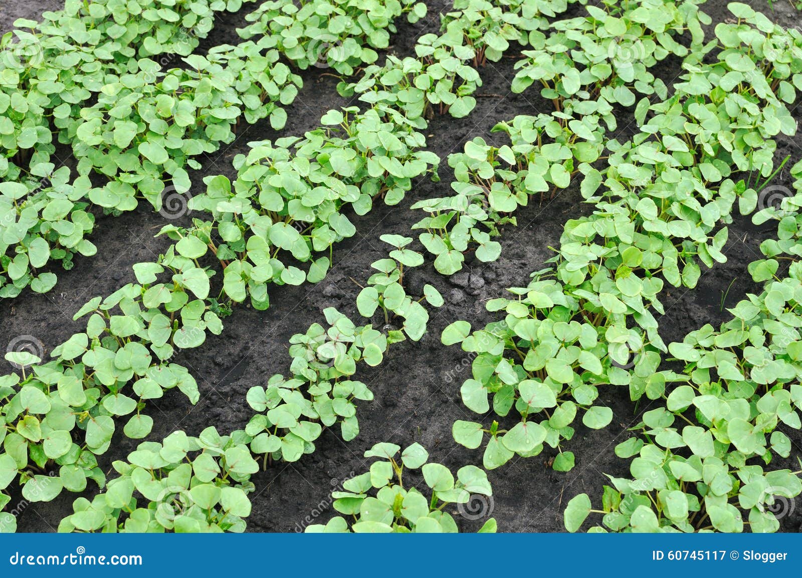 Green Field of Growing Buckwheat Stock Image - Image of grow ...