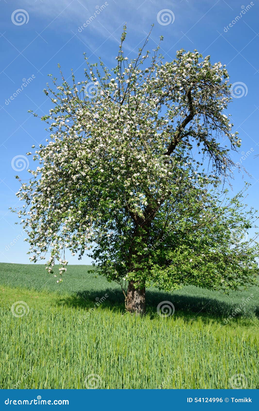 Green Field with Lone Tree Apple Blossom Stock Photo - Image of field ...