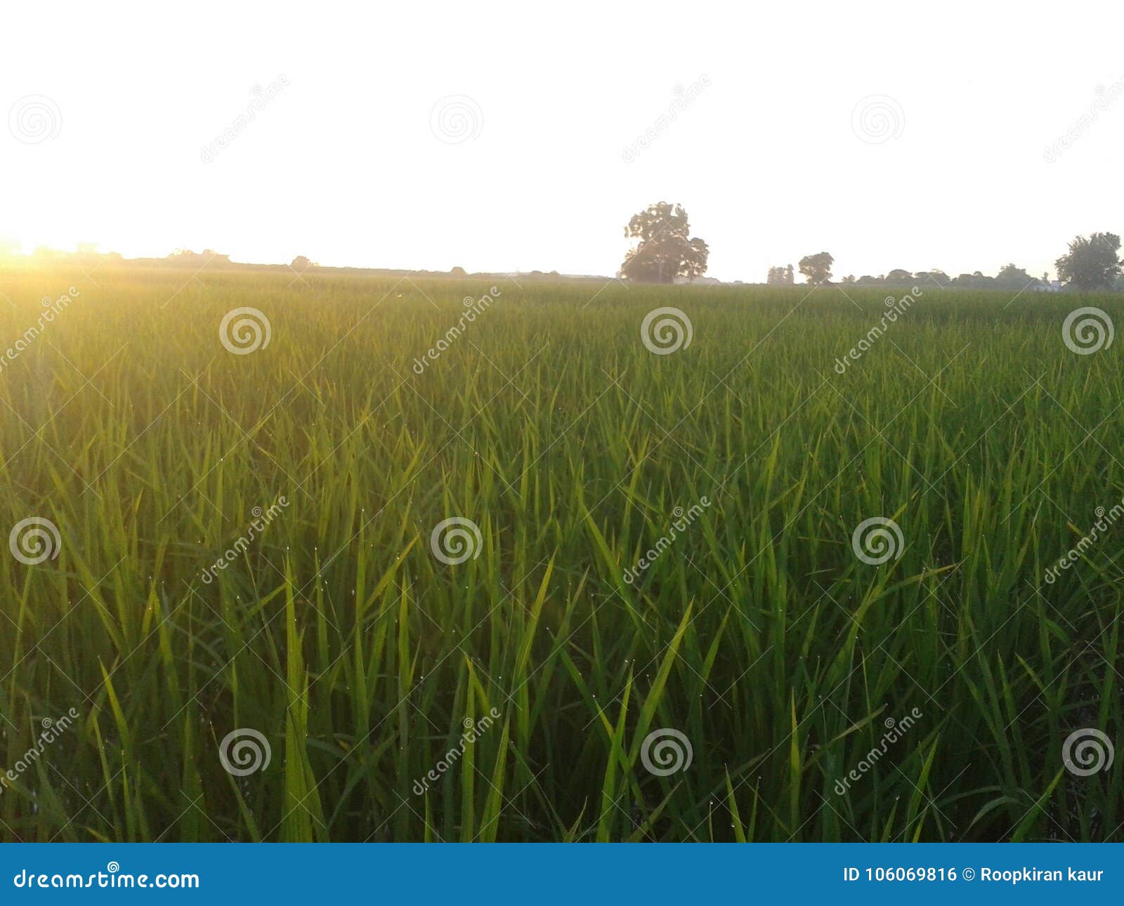 Green field stock photo. Image of fields, daytime, field - 106069816