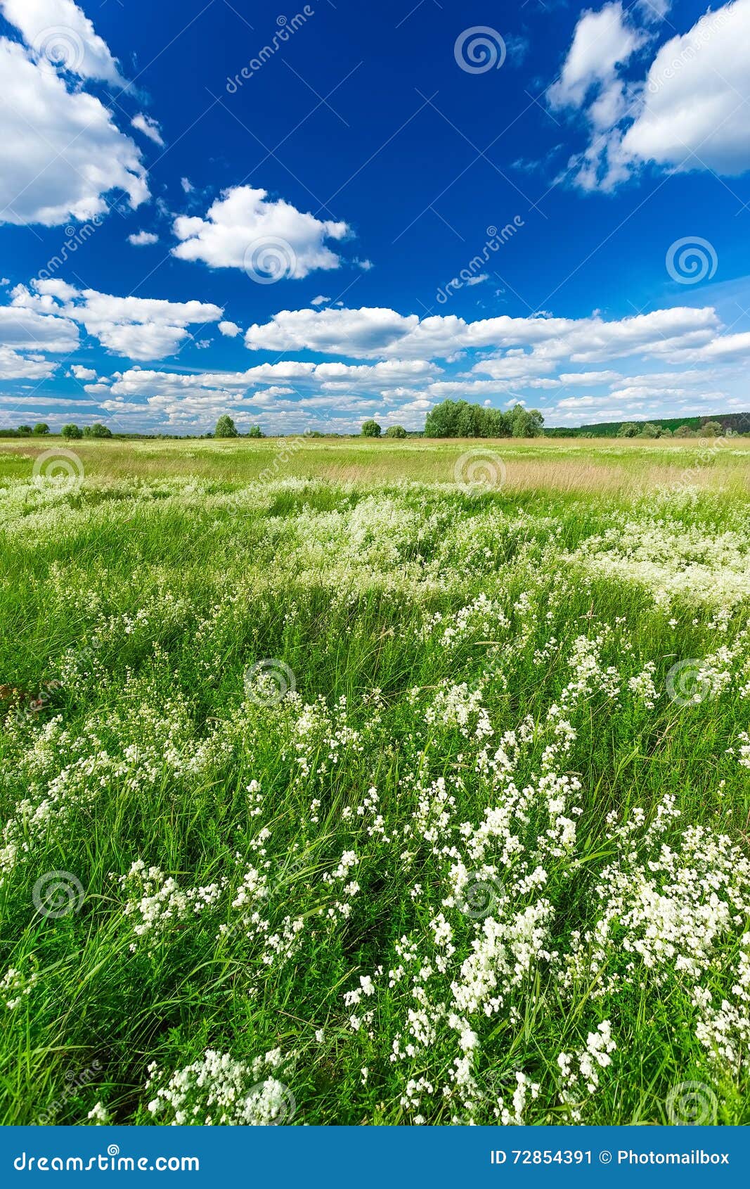 Green field stock image. Image of meadow, land, lawn - 72854391