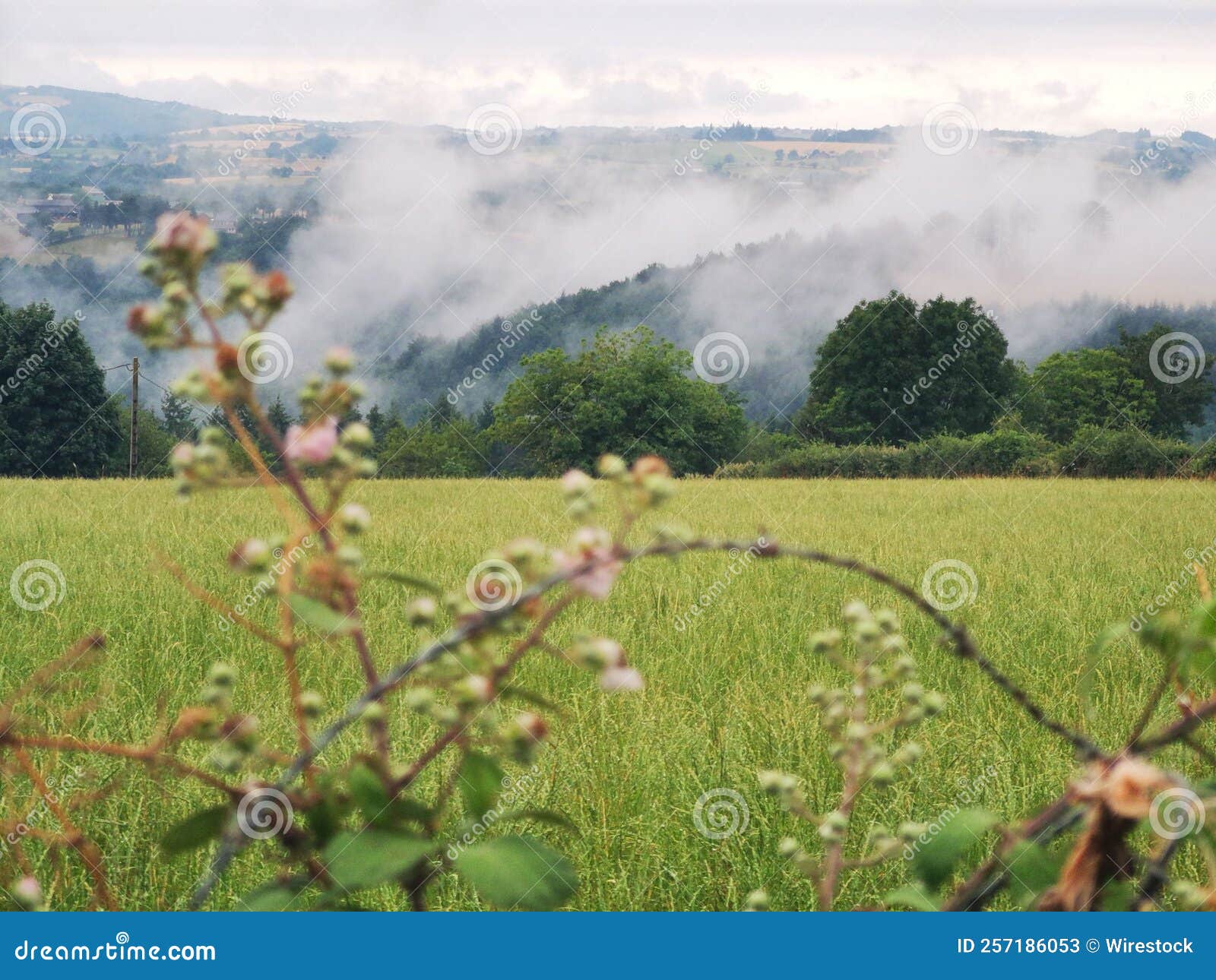 Green Field with Mountains in the Mist Stock Image - Image of nature ...