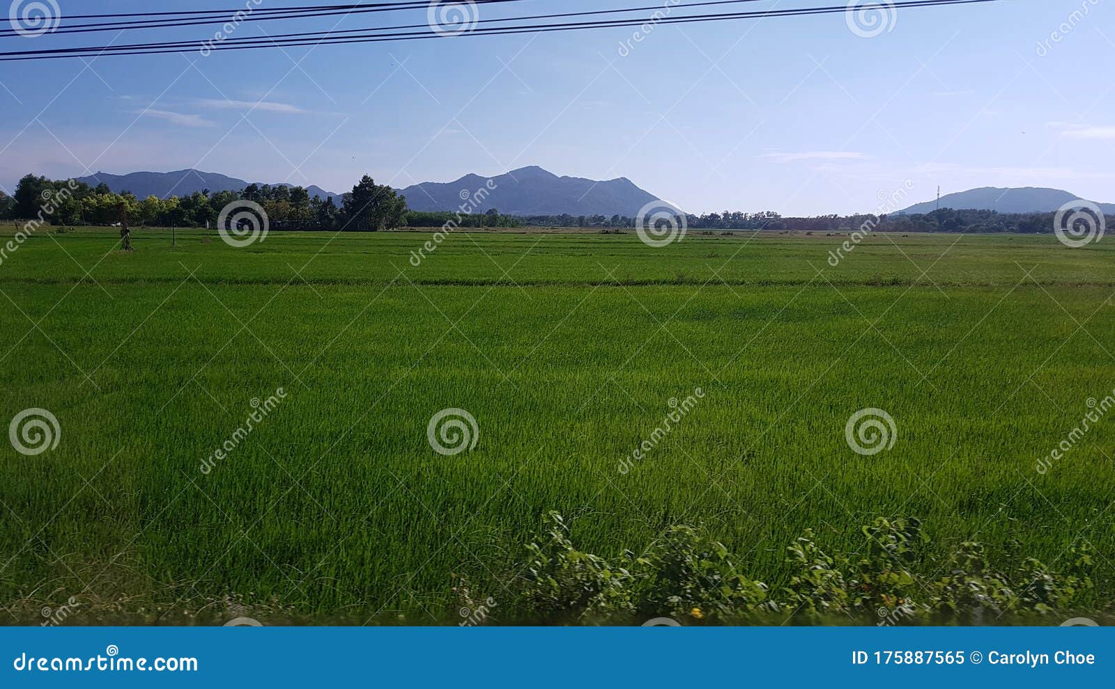 Green Field Nature Beautiful Scenery Grass Stock Image - Image of ...