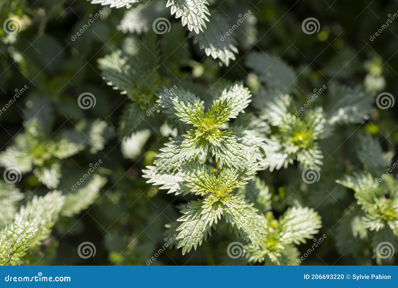 Green Field of Nettles in Winter Stock Photo - Image of horizontal ...