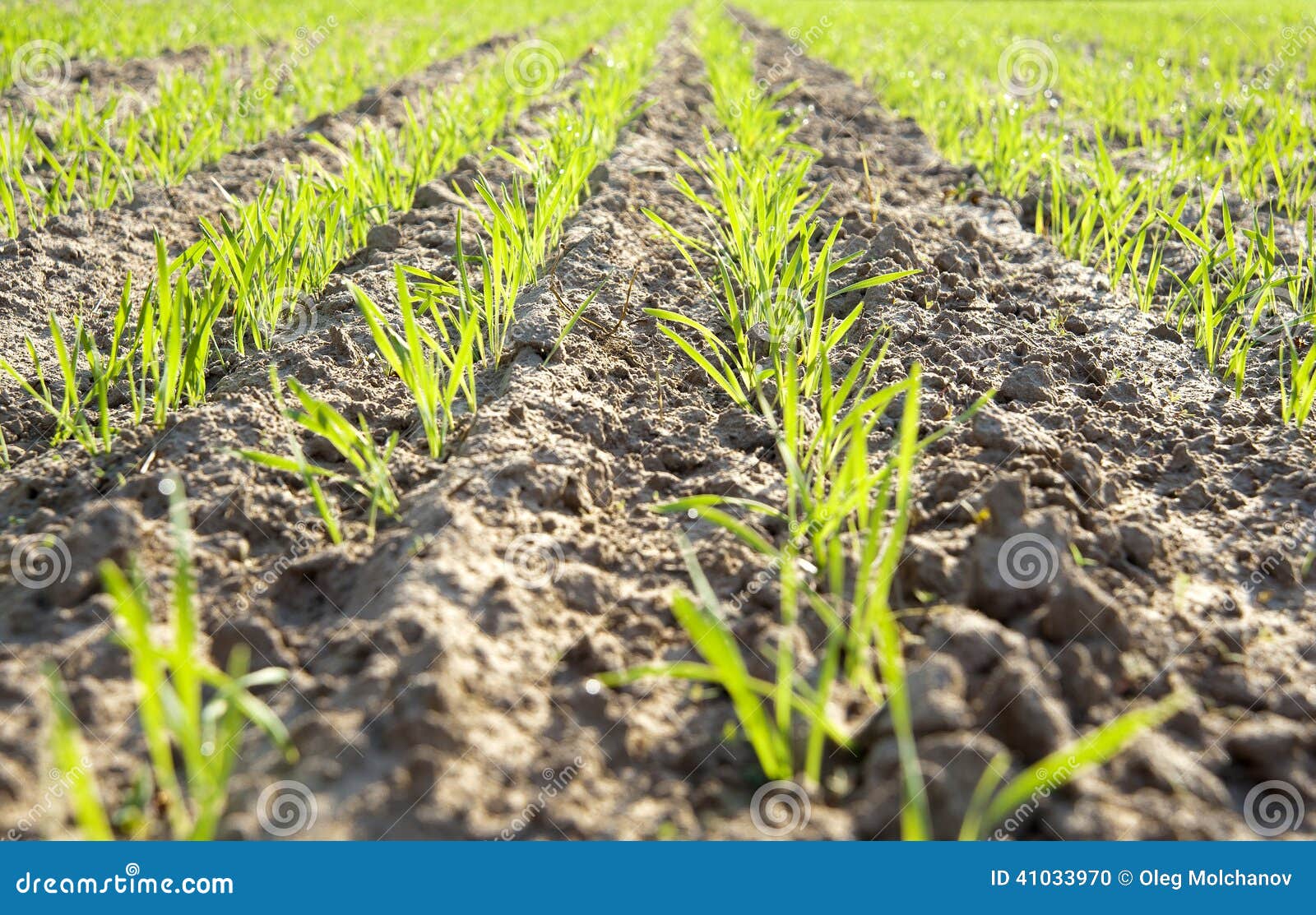 Green Field with New Seedlings Stock Photo - Image of country, fuel ...