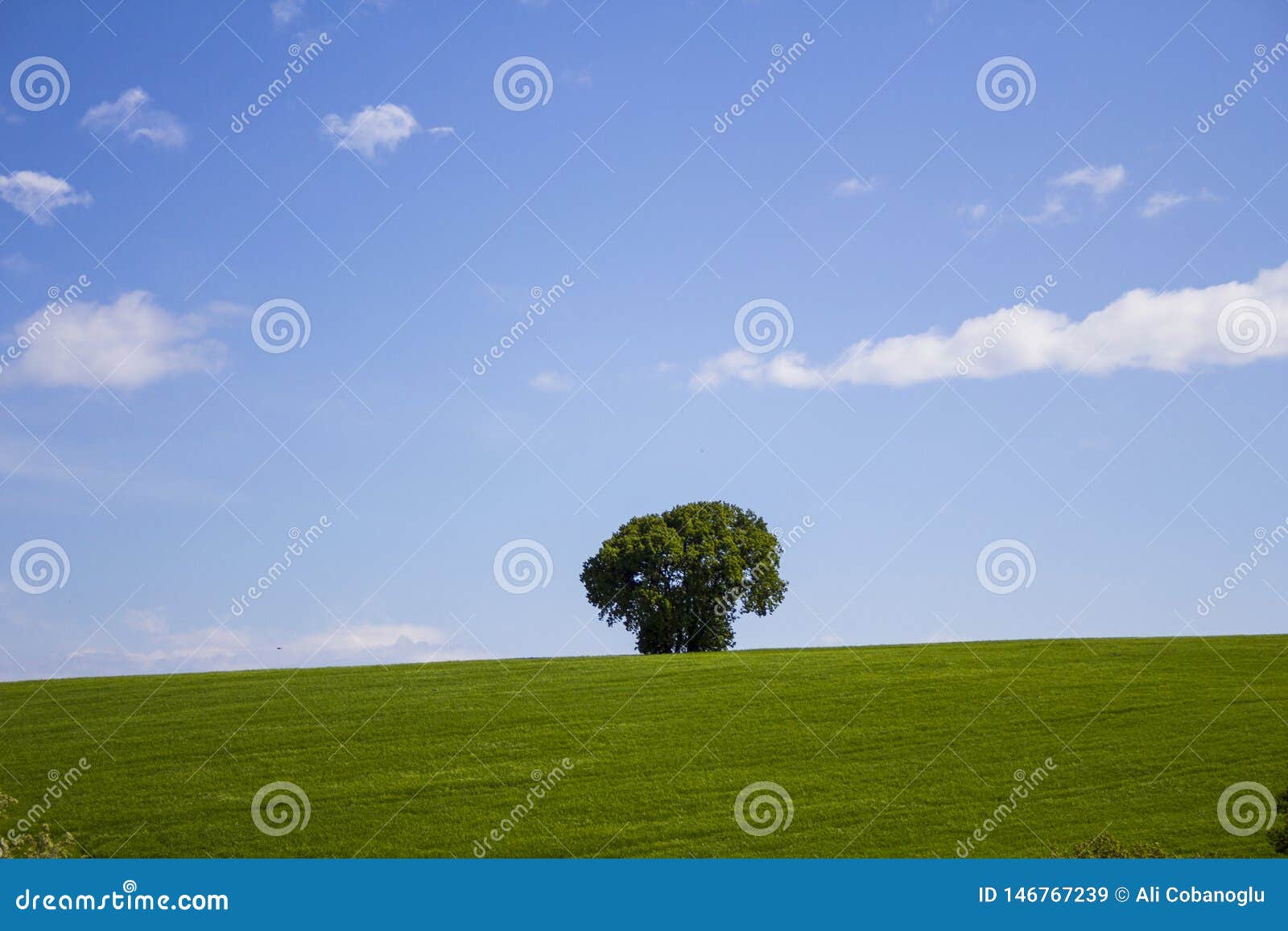 Green field one tree stock image. Image of countryside - 146767239