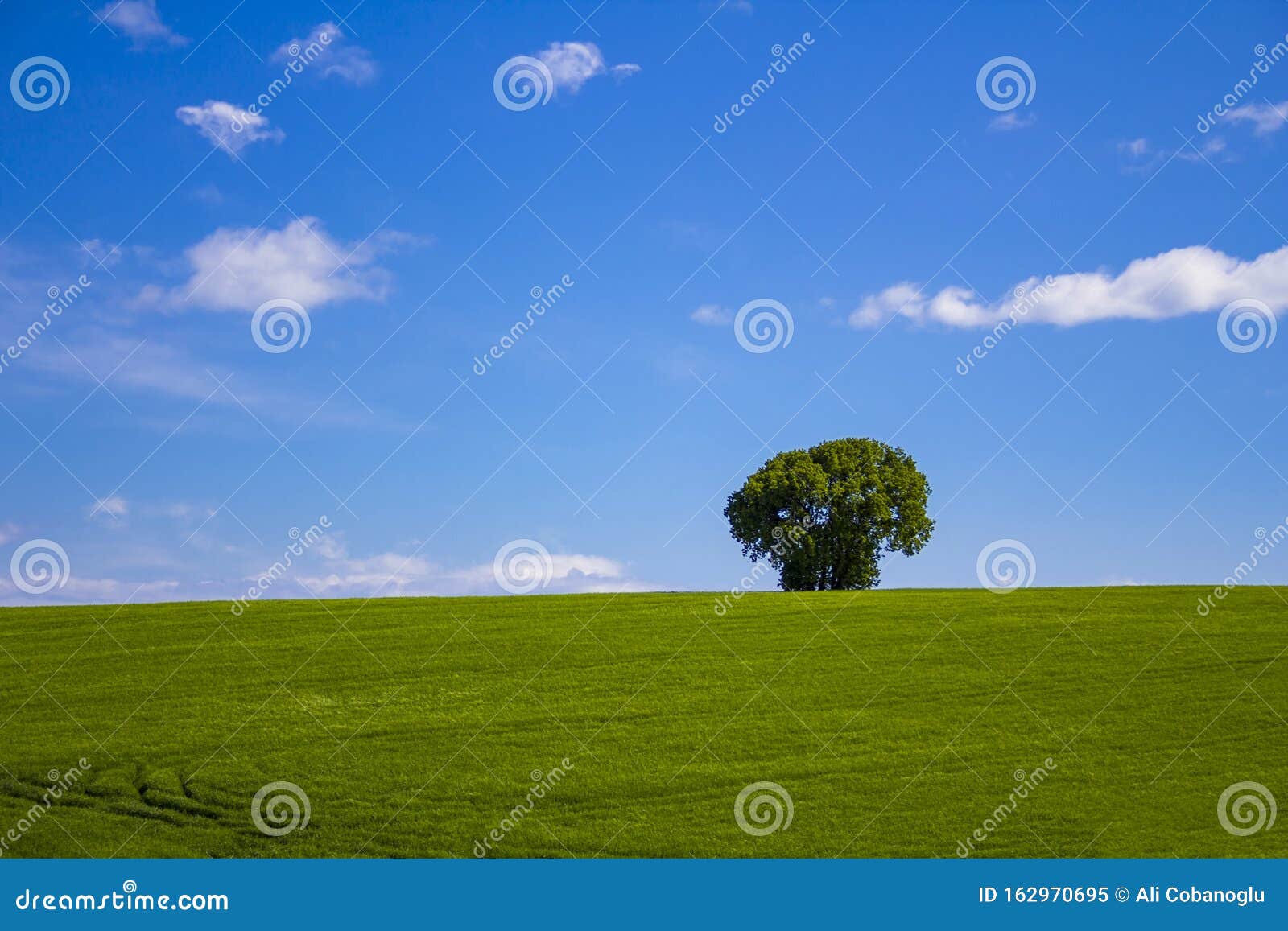 Green field one tree stock image. Image of blue, grass - 162970695