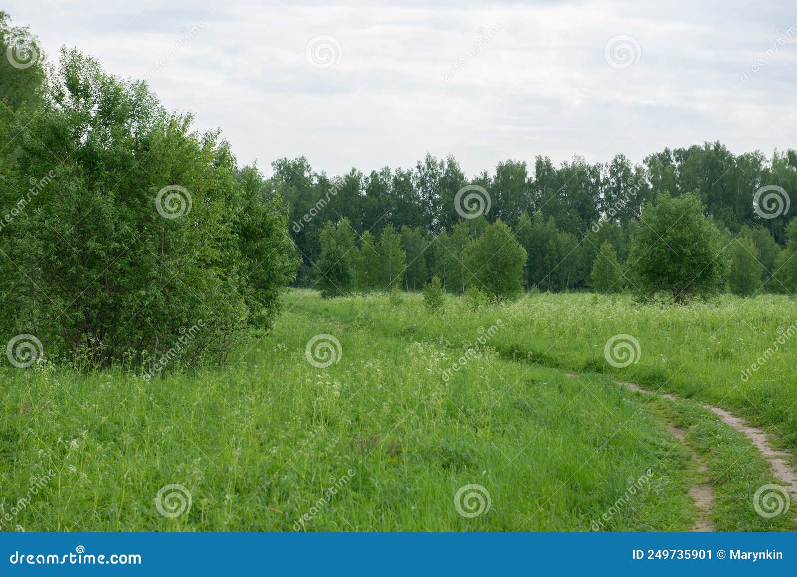 Green Field Overlooking the Forest in the Distance Stock Image - Image ...