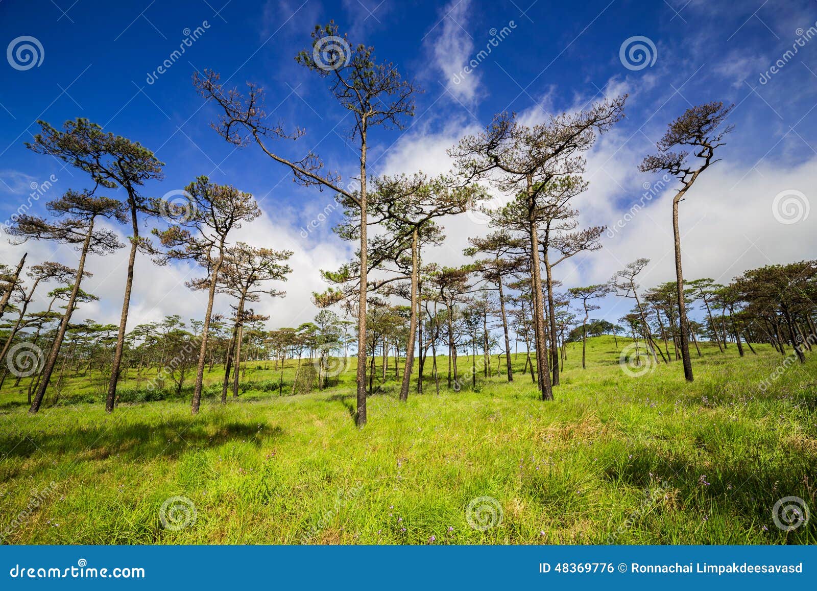 Green Field with Pine Trees Stock Photo - Image of horizontal, growth ...