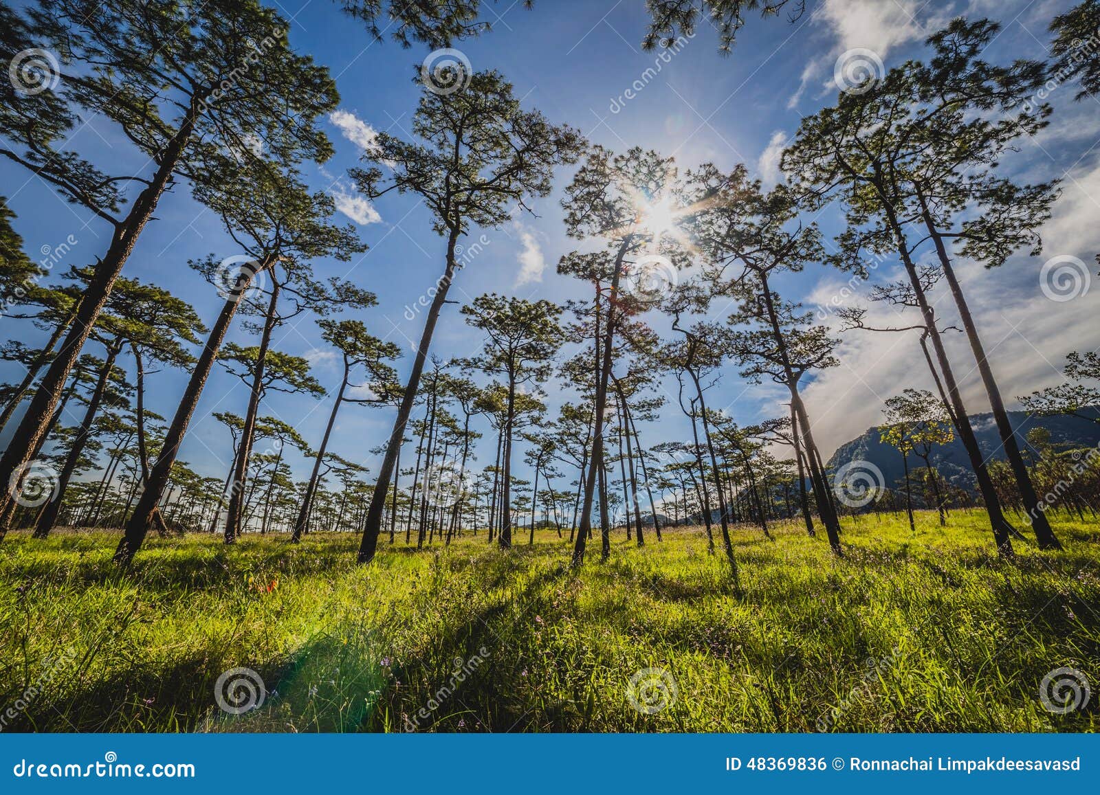 Green Field with Pine Trees Stock Photo - Image of back, growth: 48369836