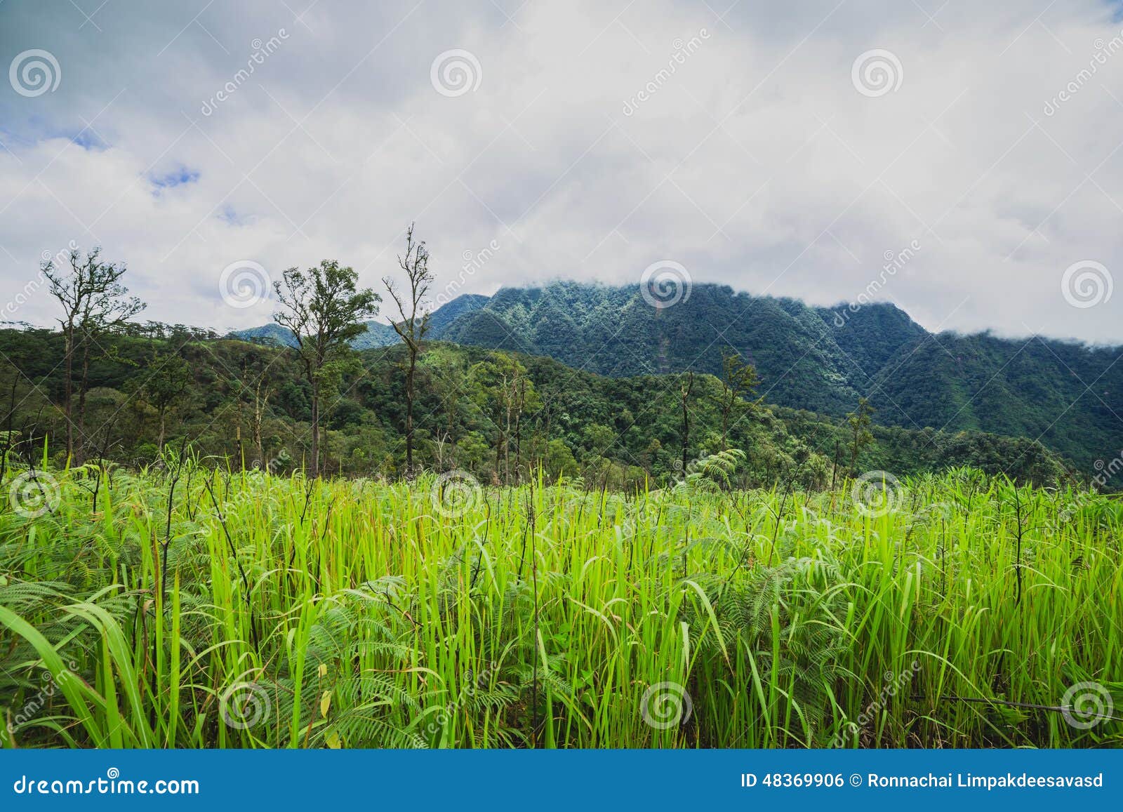 Green Field with Pine Trees Stock Photo - Image of green, area: 48369906