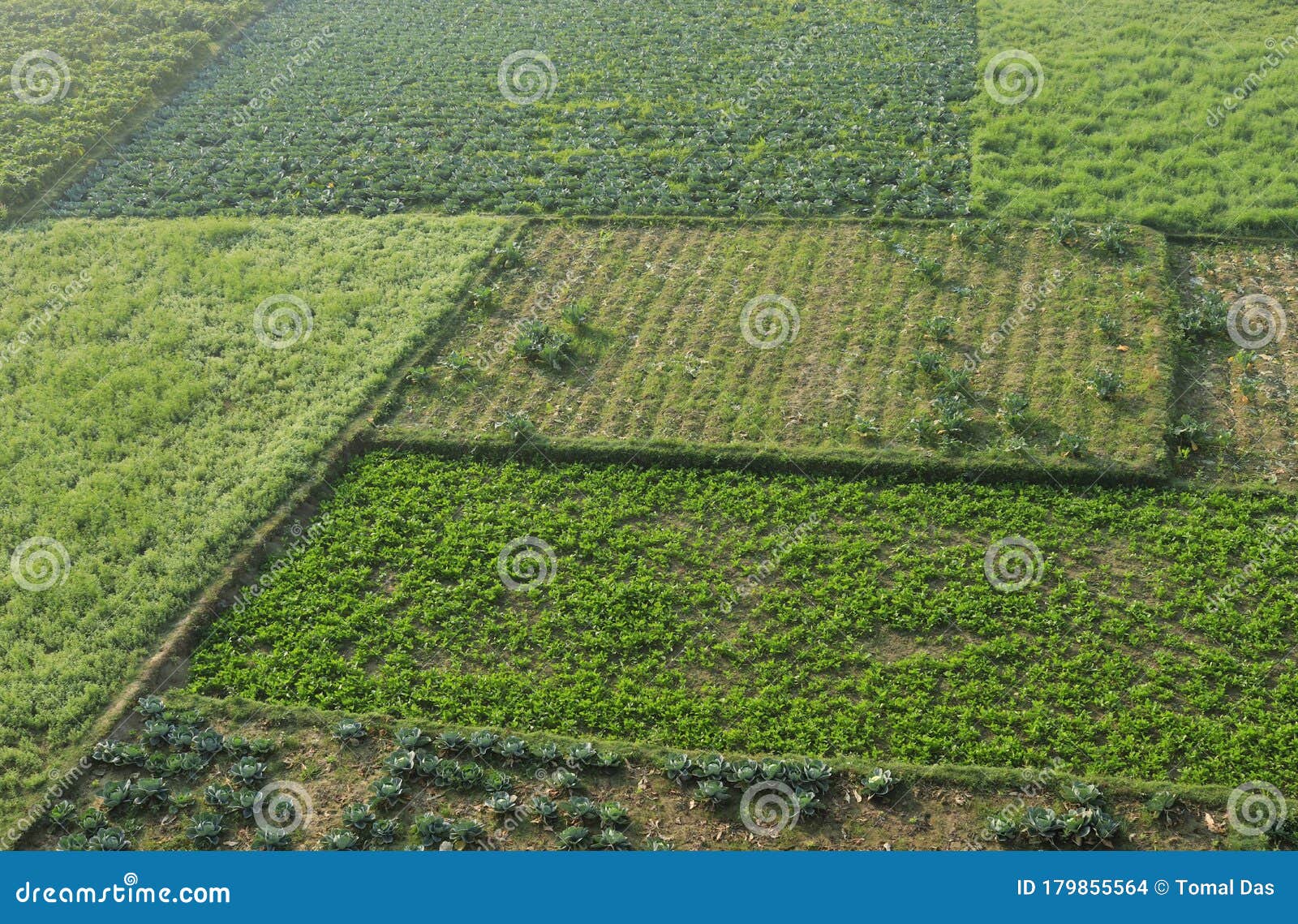 Green field plot stock photo. Image of grass, crop, soil - 179855564