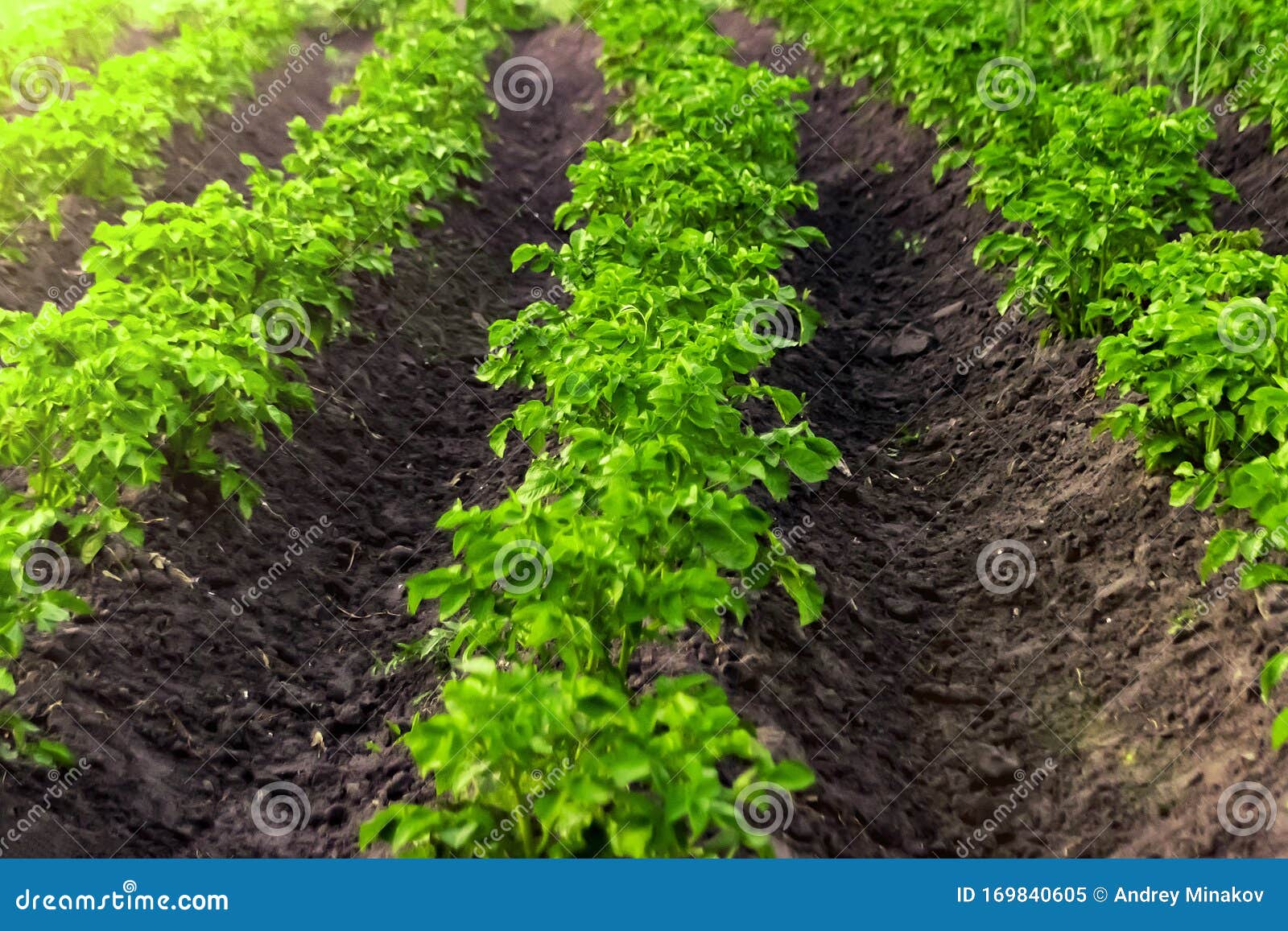 Green Field of Potato Crops in a Row Stock Image - Image of cultivated ...