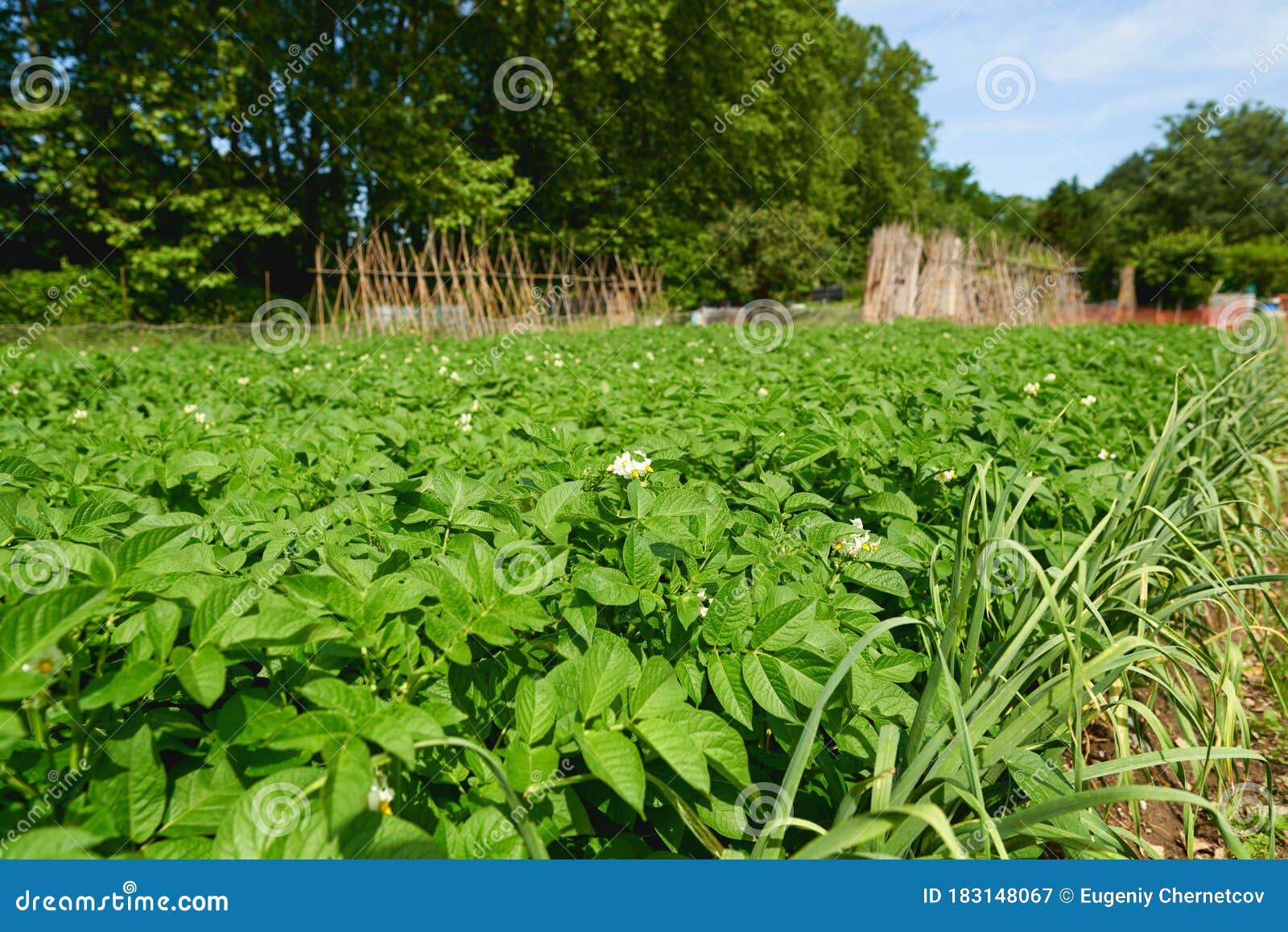 Green Field of Potato Crops in a Row. Stock Image - Image of culture ...