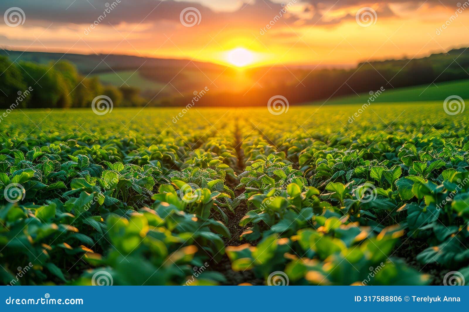 Green Field of Potato Crops in Row at Sunset Stock Photo - Image of ...