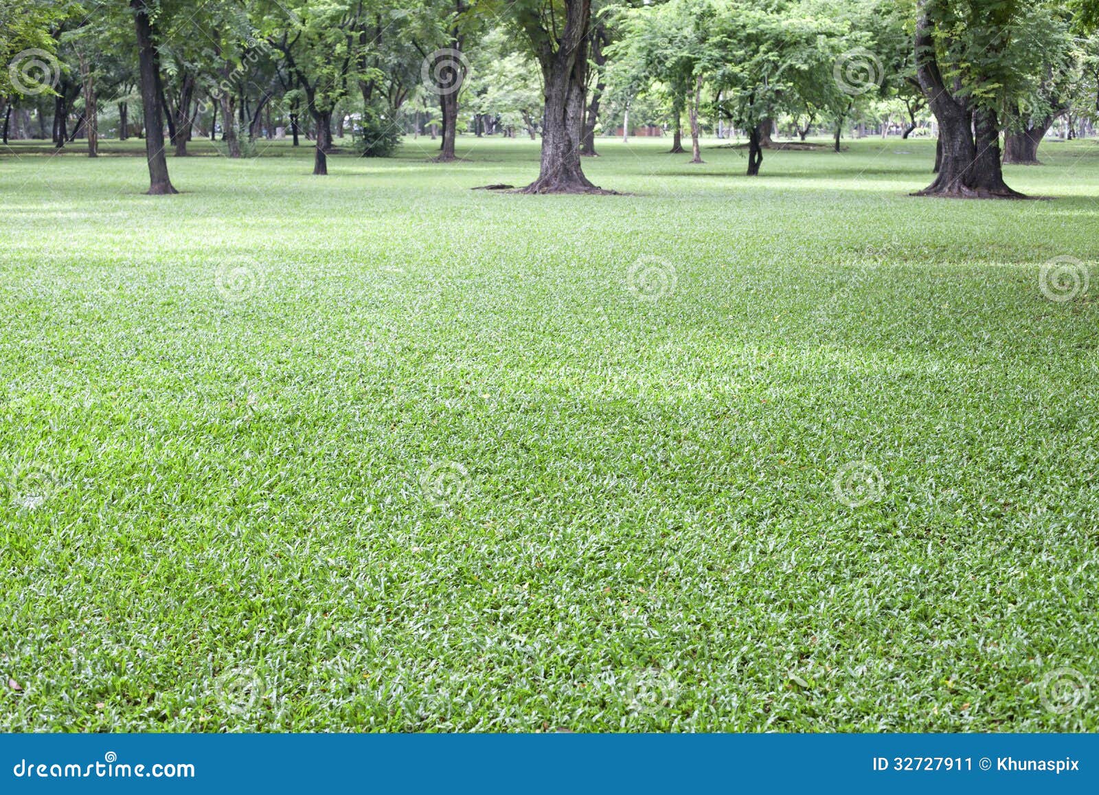 Green field in public park stock image. Image of luxury - 32727911
