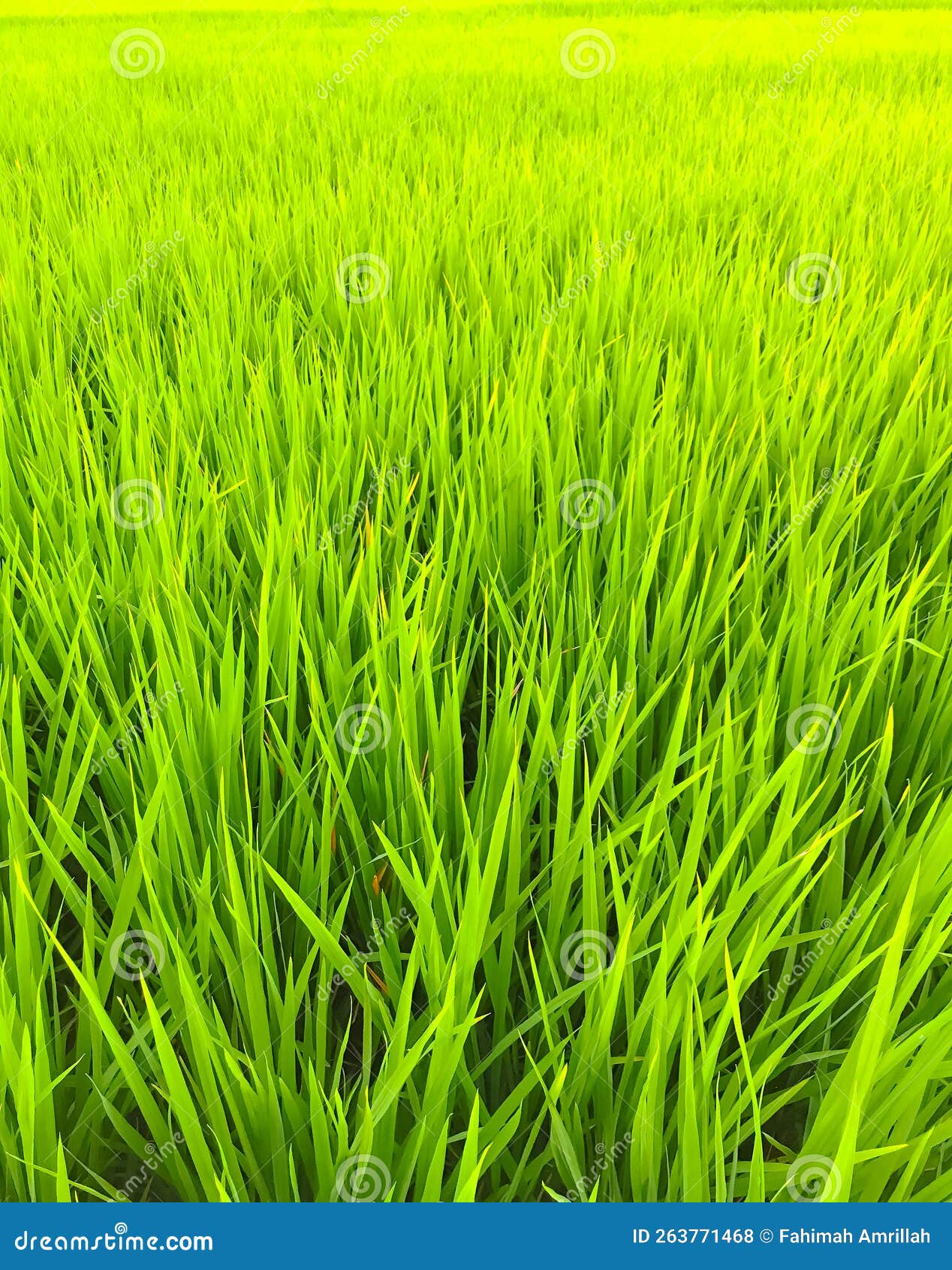 Green Field stock photo. Image of green, rice, farm - 263771468