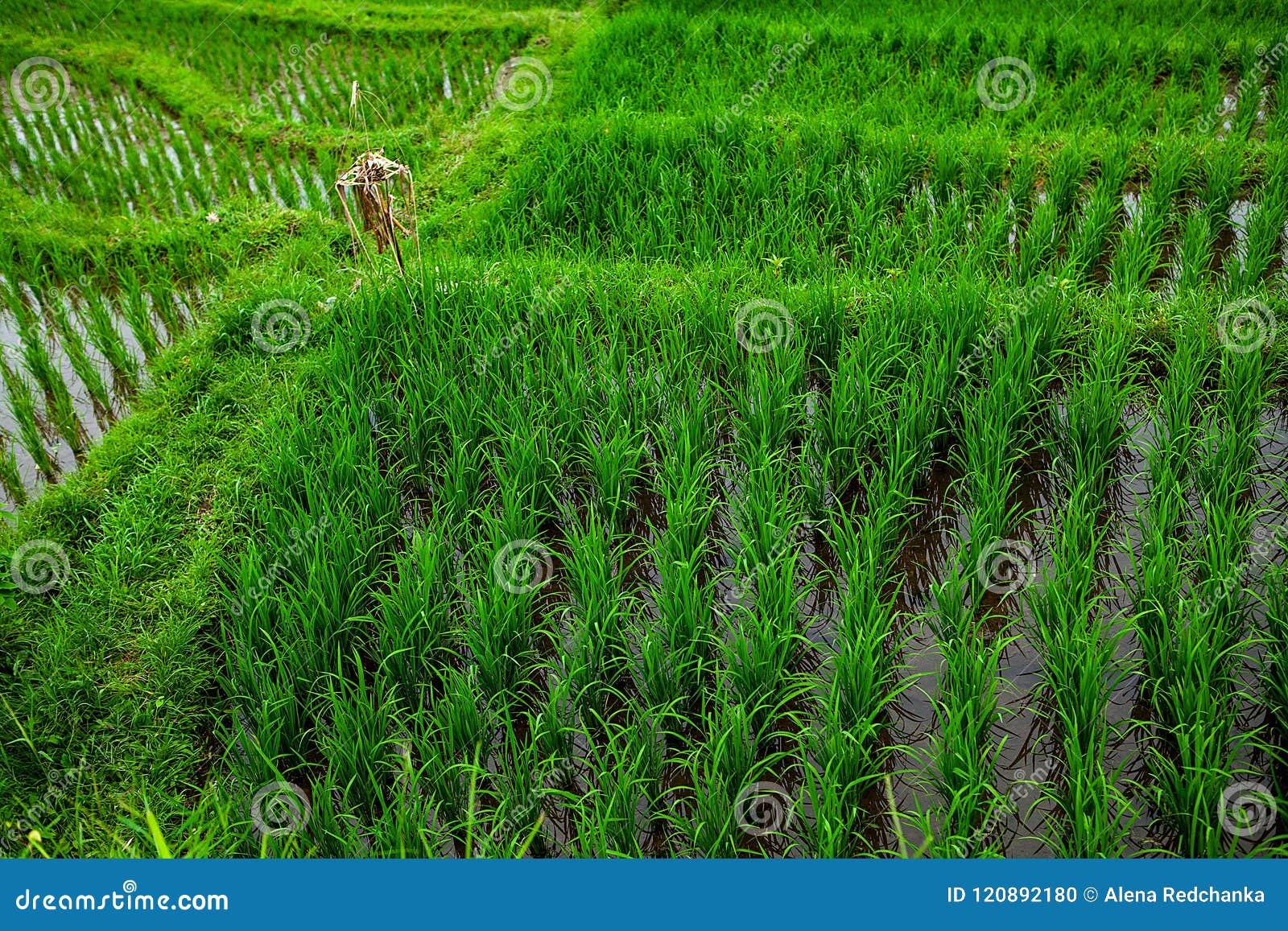 Green Field of Rice Plant with Water Stock Photo - Image of agriculture ...