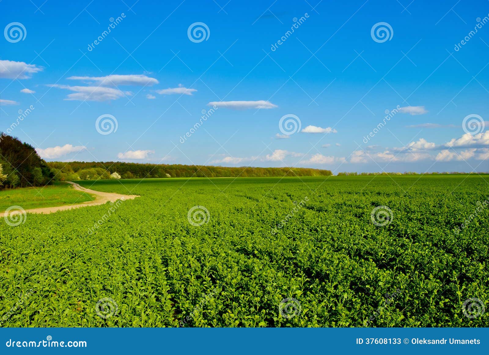 Green Field,road,forest,on the Background of the Blue Sky with Clouds ...