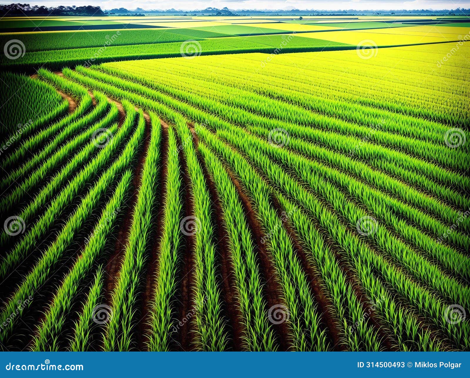 A Green Field with Rows of Crops Growing in it. Stock Image - Image of ...