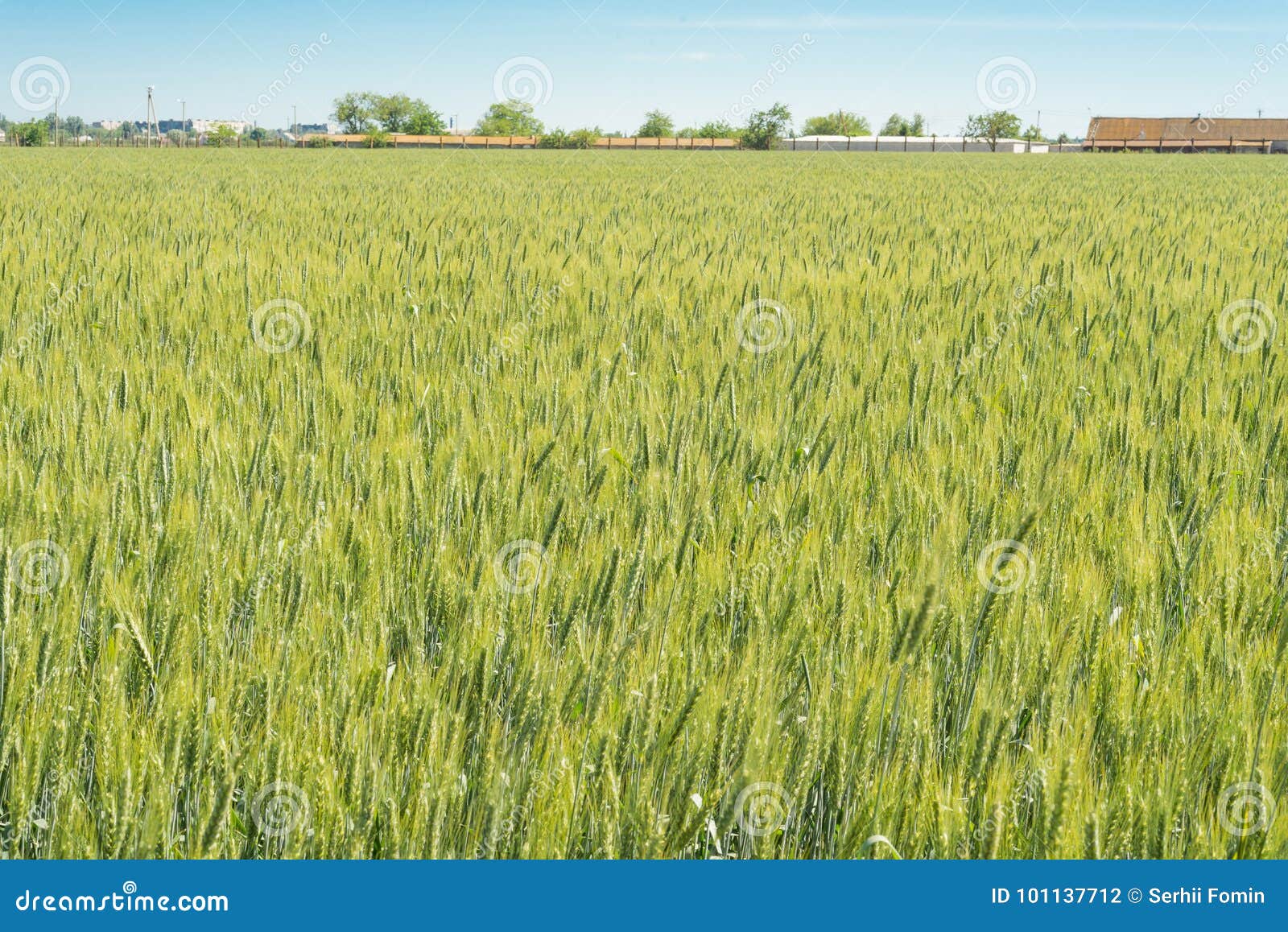 Green Field of Rye in the Summer Stock Photo - Image of outdoors, blue ...
