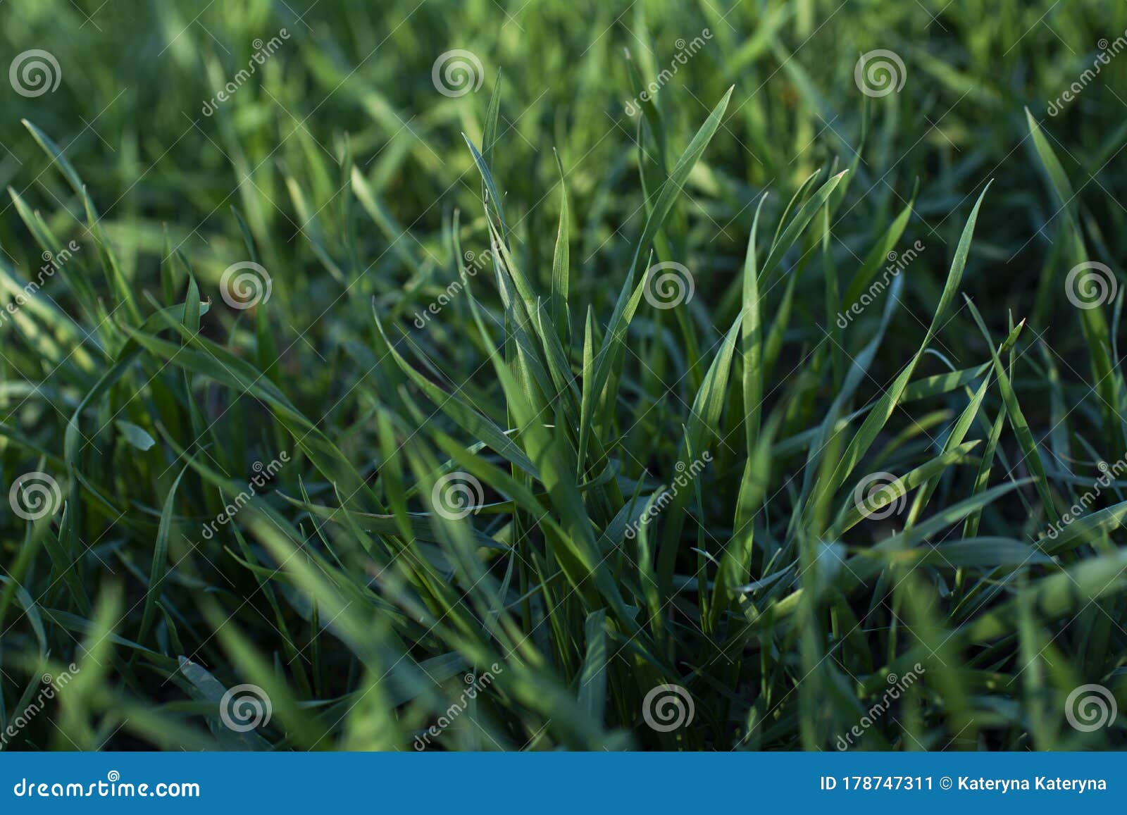 Green Field of Short Grass, Lawn, Young Wheat for Background Stock ...