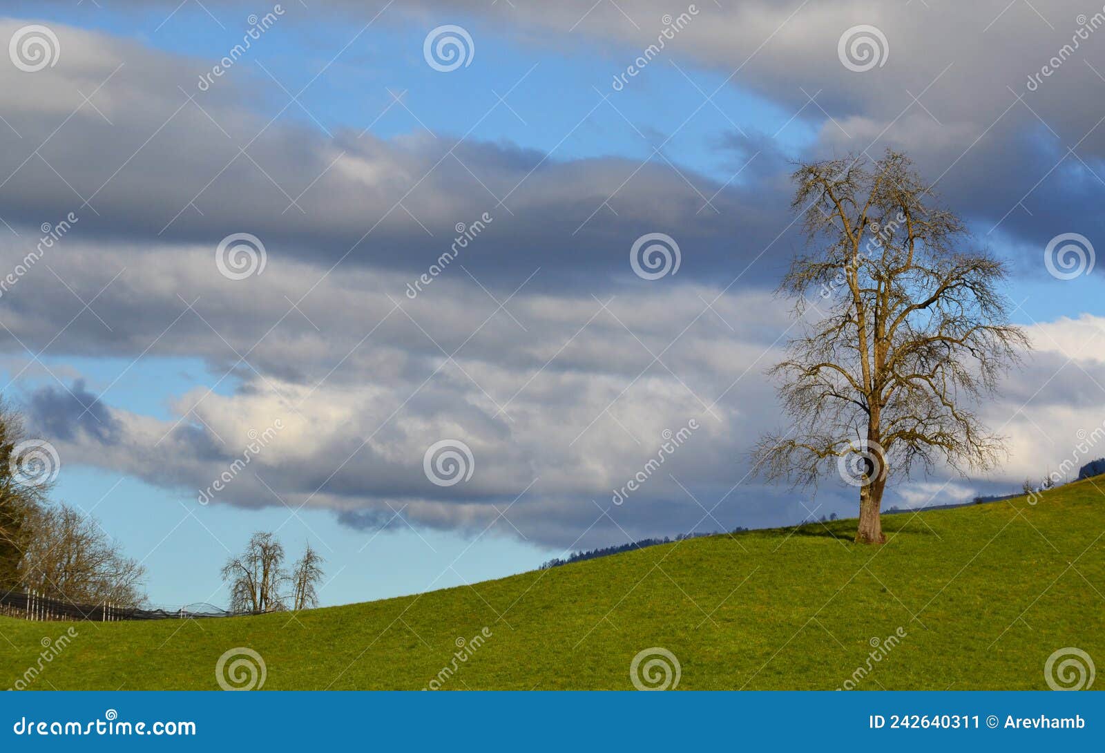Green Field with a Single Tree Stock Image - Image of lawn, beautiful ...