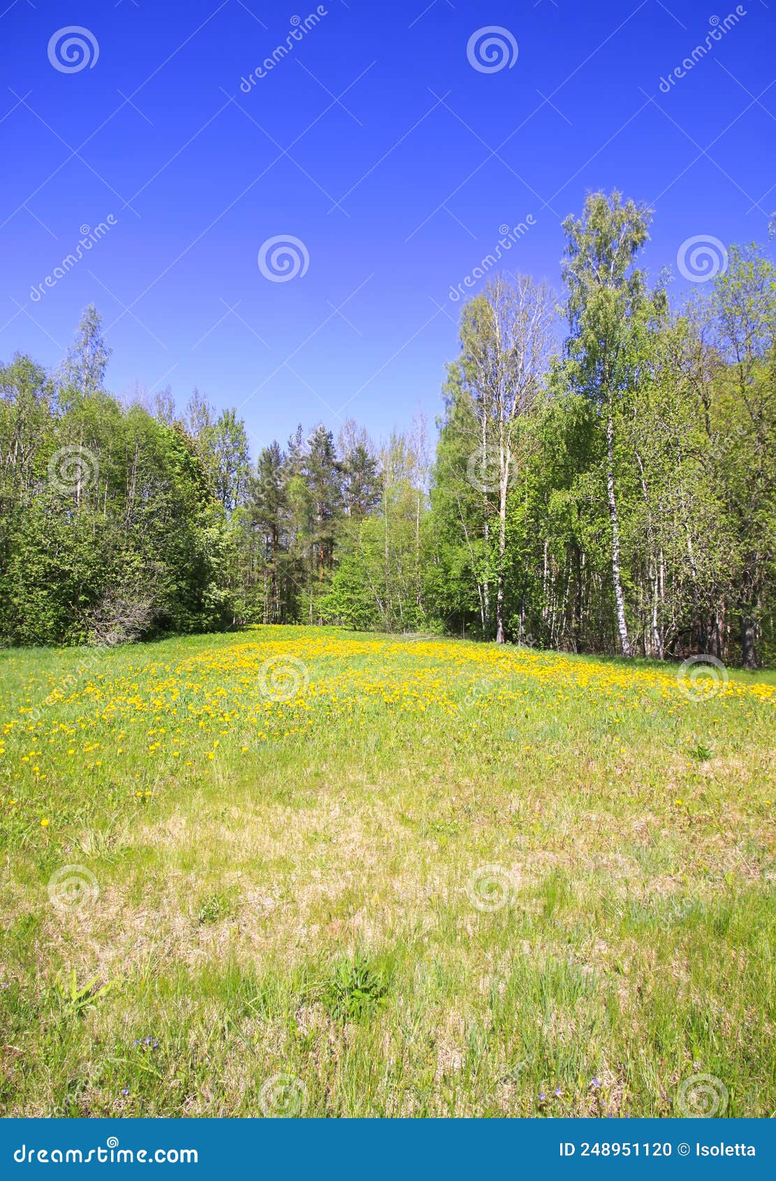 Green Field and Sky. Summer Landscape in the Countryside Stock Photo ...