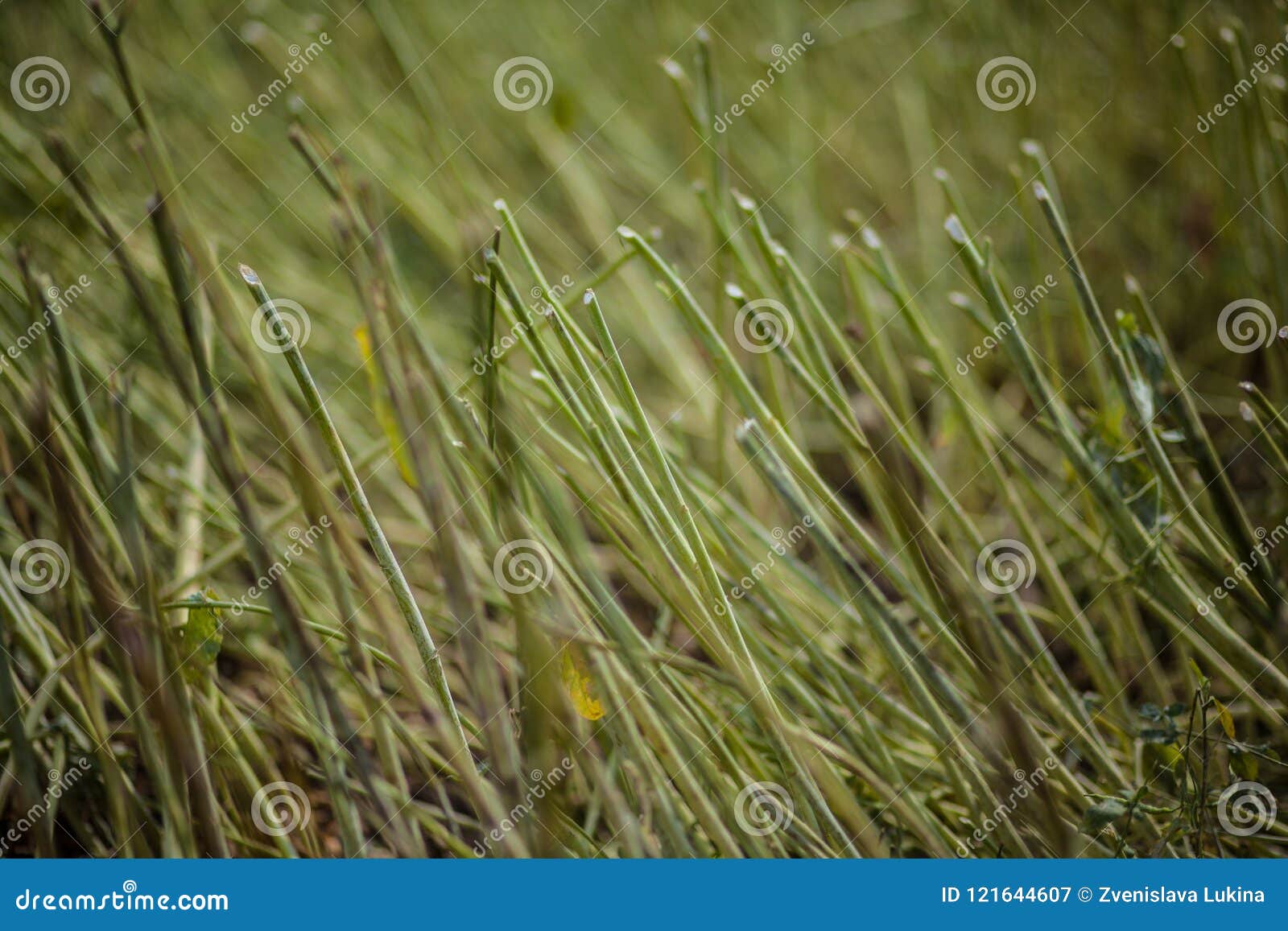 Green Field of Slanting Plants Stock Image - Image of style ...