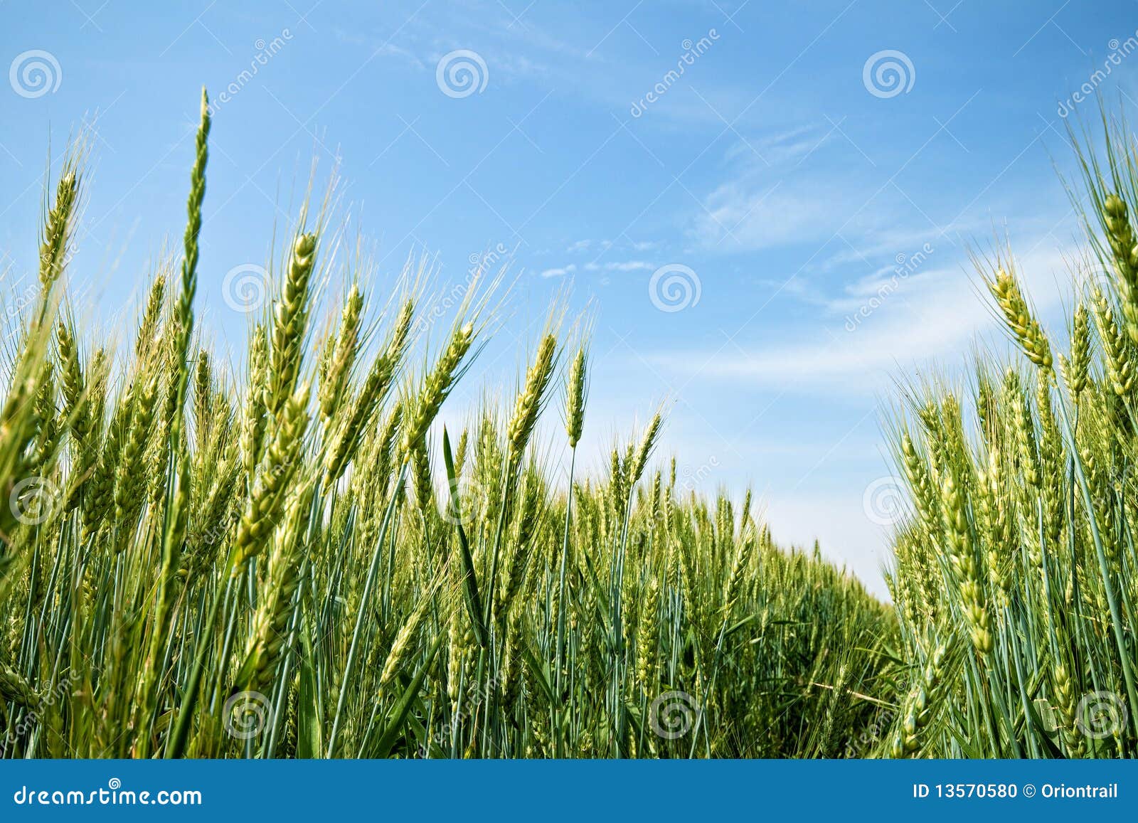 Green field in spring stock photo. Image of panoramic - 13570580