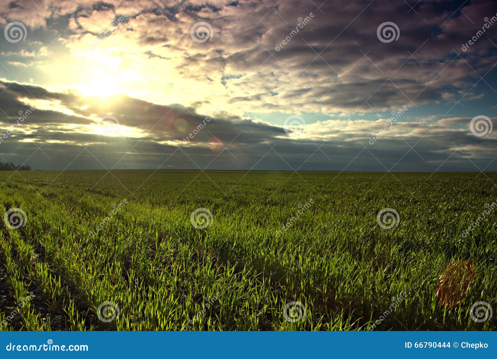 Green field in spring stock photo. Image of birch, sunlight - 66790444
