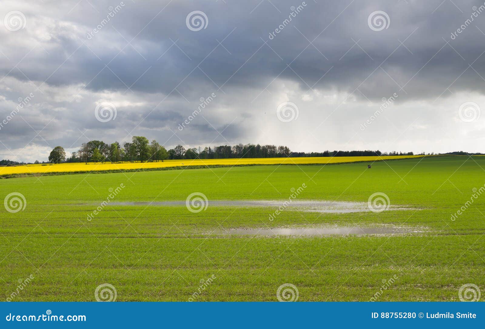 Green field in spring. stock photo. Image of flood, grass - 88755280