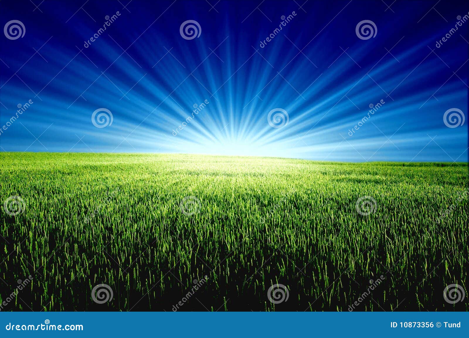 Green field and sun stock photo. Image of nature, field - 10873356