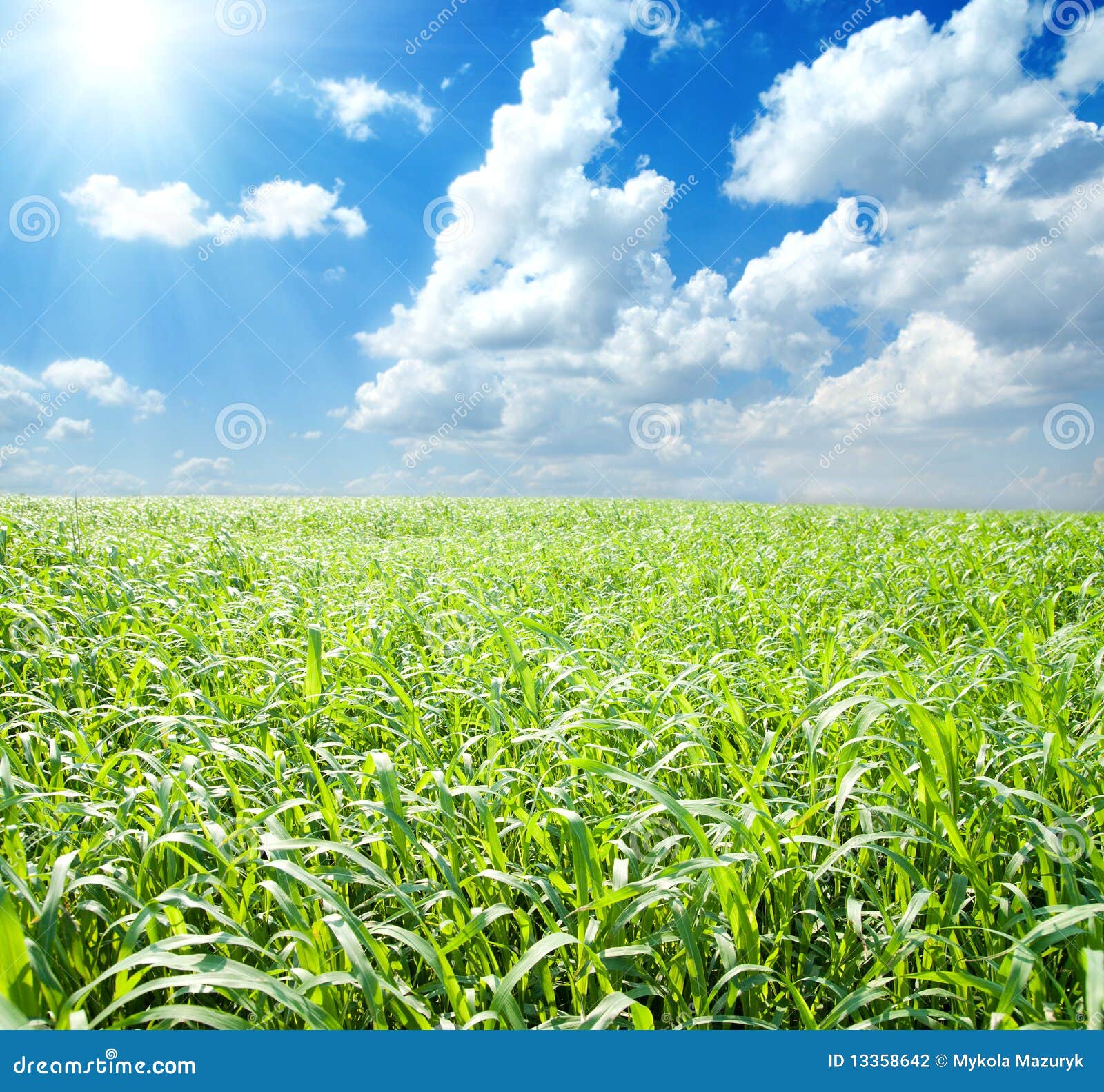 Green field and sun stock photo. Image of green, environment - 13358642