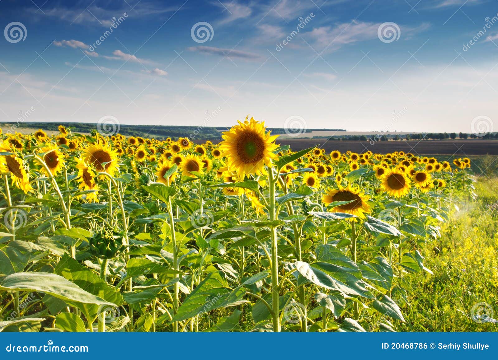 Sunflowers On Blue Sky Background Royalty-Free Stock Photography ...