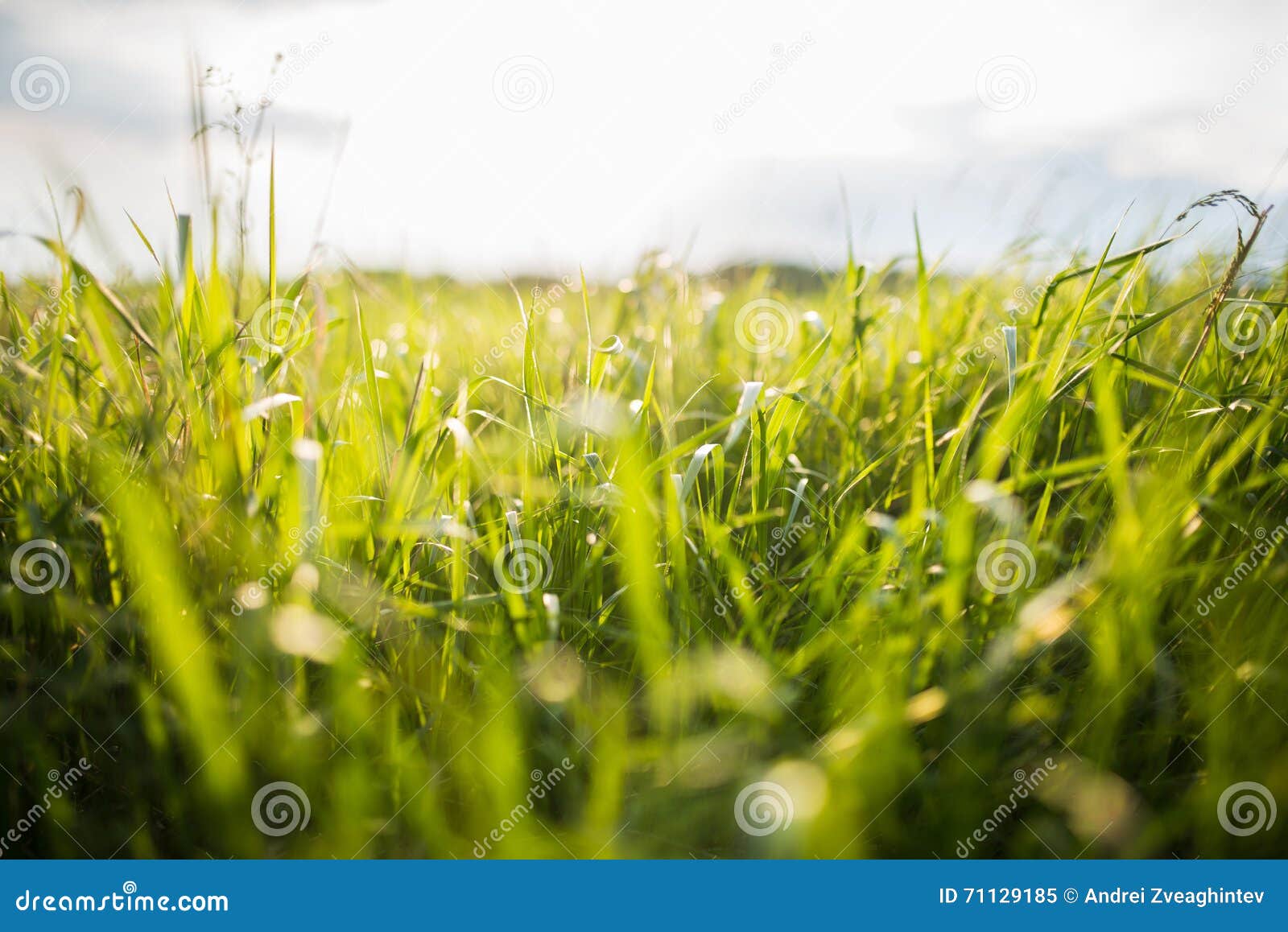 Green Field in Sunlight stock image. Image of springtime - 71129185
