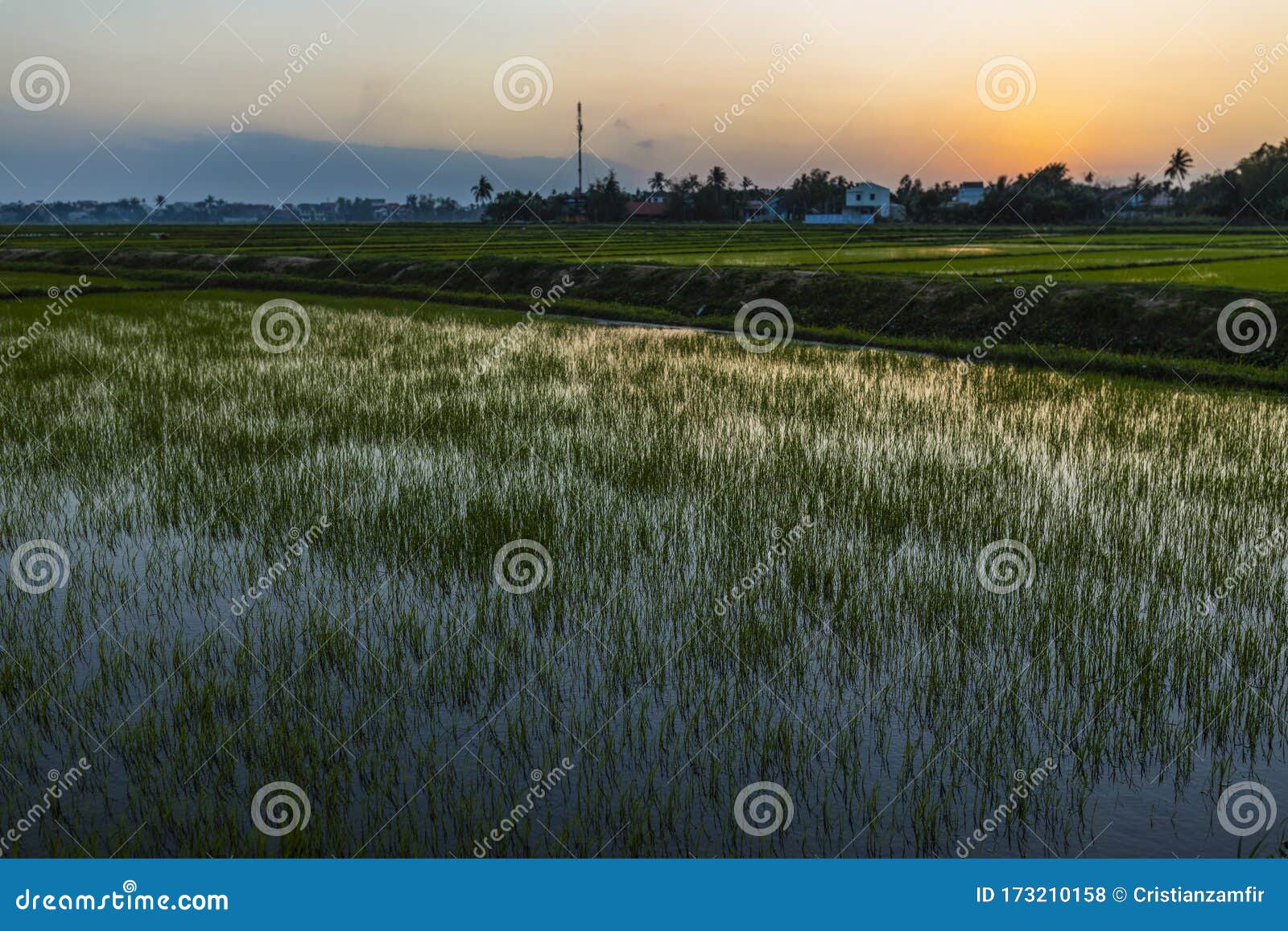 Green Field at Sunrise. Rice Field Under Sun Light Stock Photo - Image ...