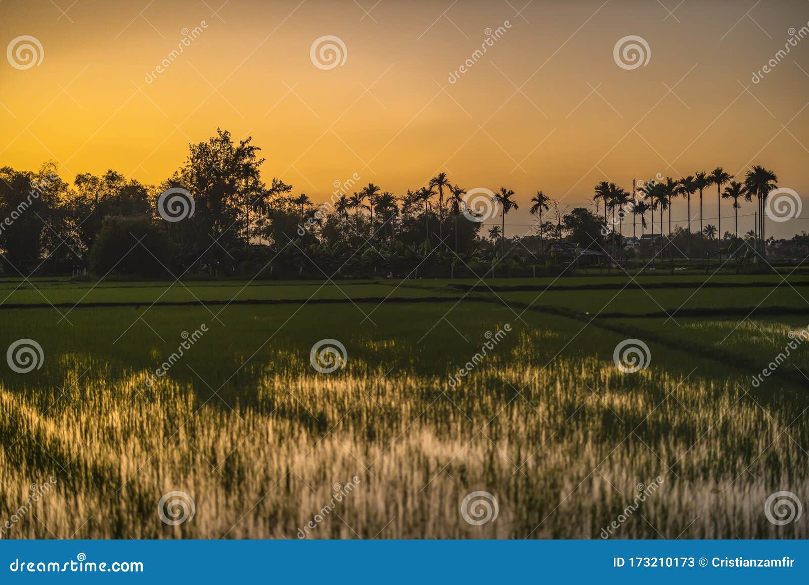 Green Field at Sunrise. Rice Field Under Sun Light Stock Image - Image ...