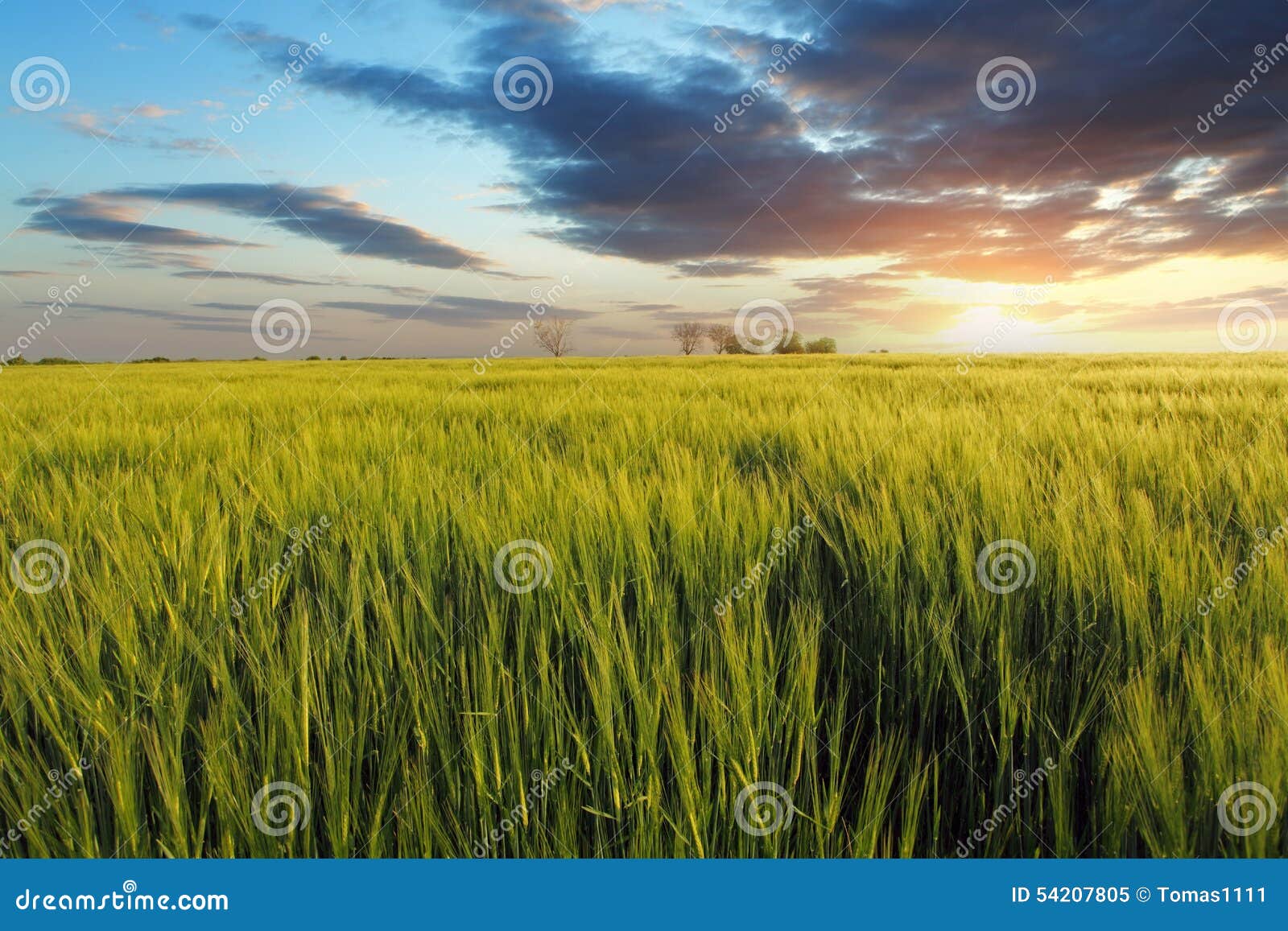 Green field at sunset stock image. Image of landscape - 54207805
