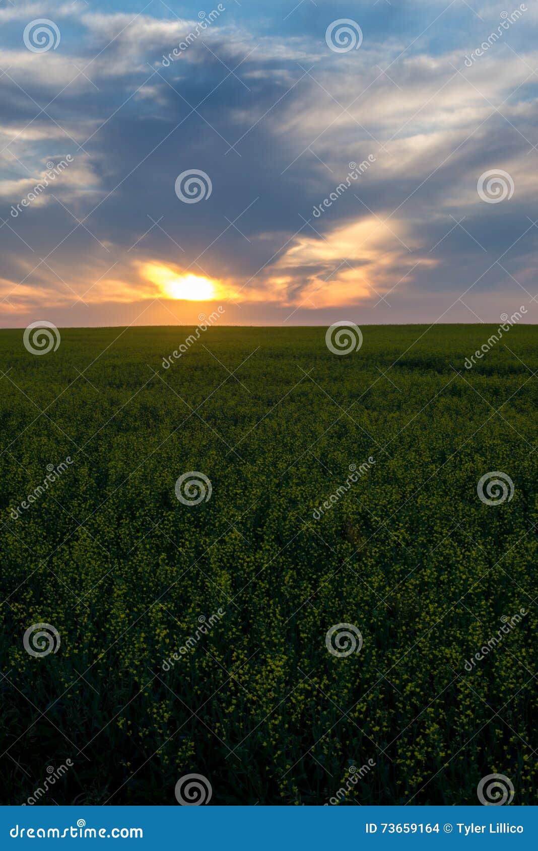 Green field at sunset stock photo. Image of sunset, crop - 73659164