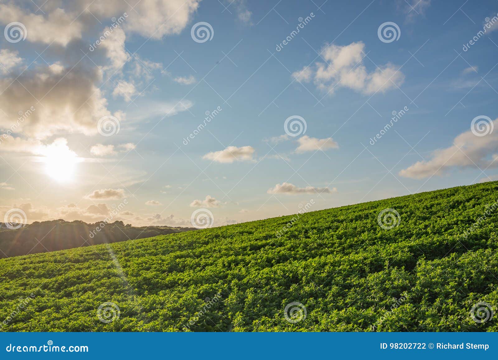 Green field at sunset stock photo. Image of country, farming - 98202722